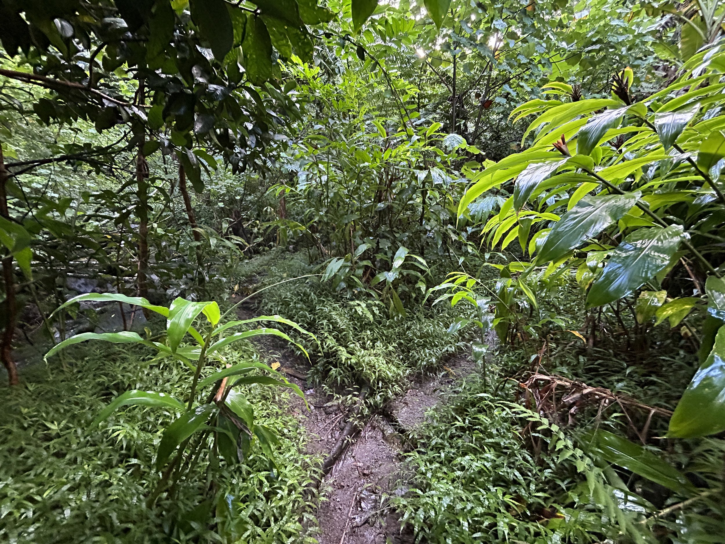 Hiking the Mānoa Middle Ridge Trail on Oʻahu, Hawaiʻi — noahawaii