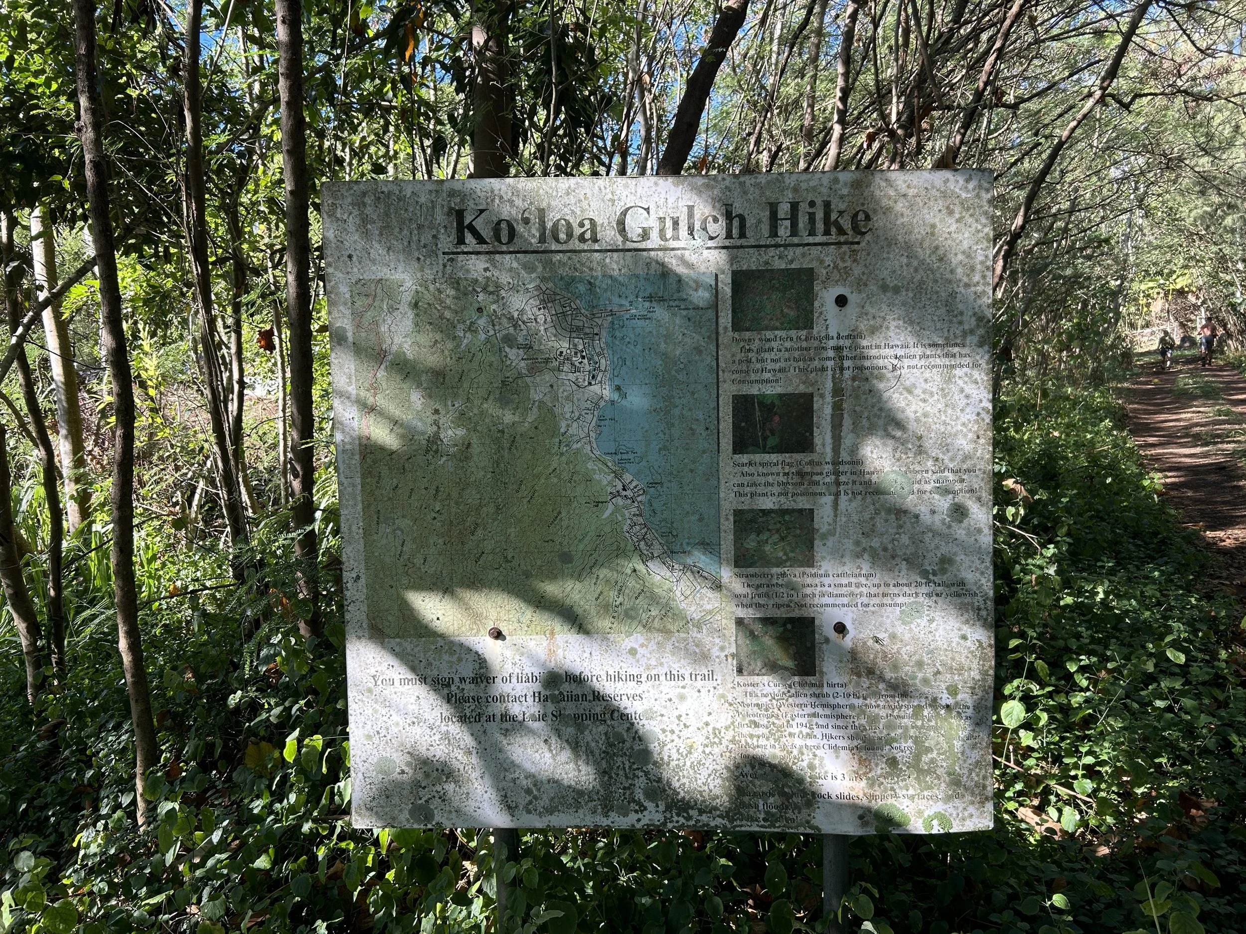 Hiking the Kōloa Gulch Trail on Oʻahu, Hawaiʻi — noahawaii