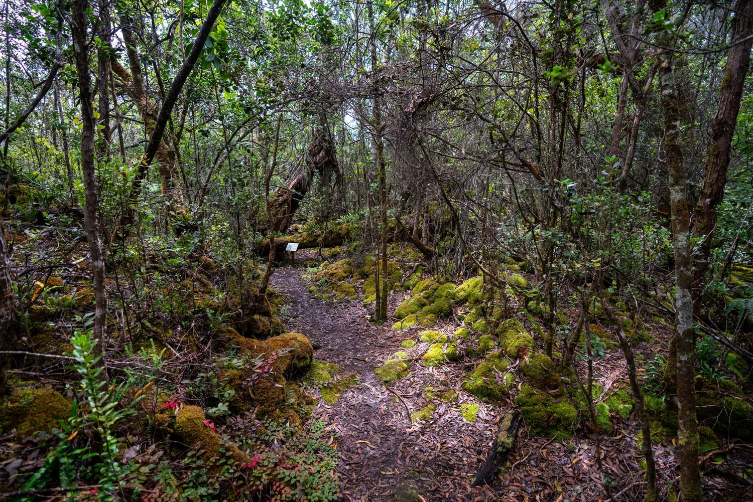 Hiking the Kaulana Manu Nature Trail on the Big Island of Hawaiʻi ...