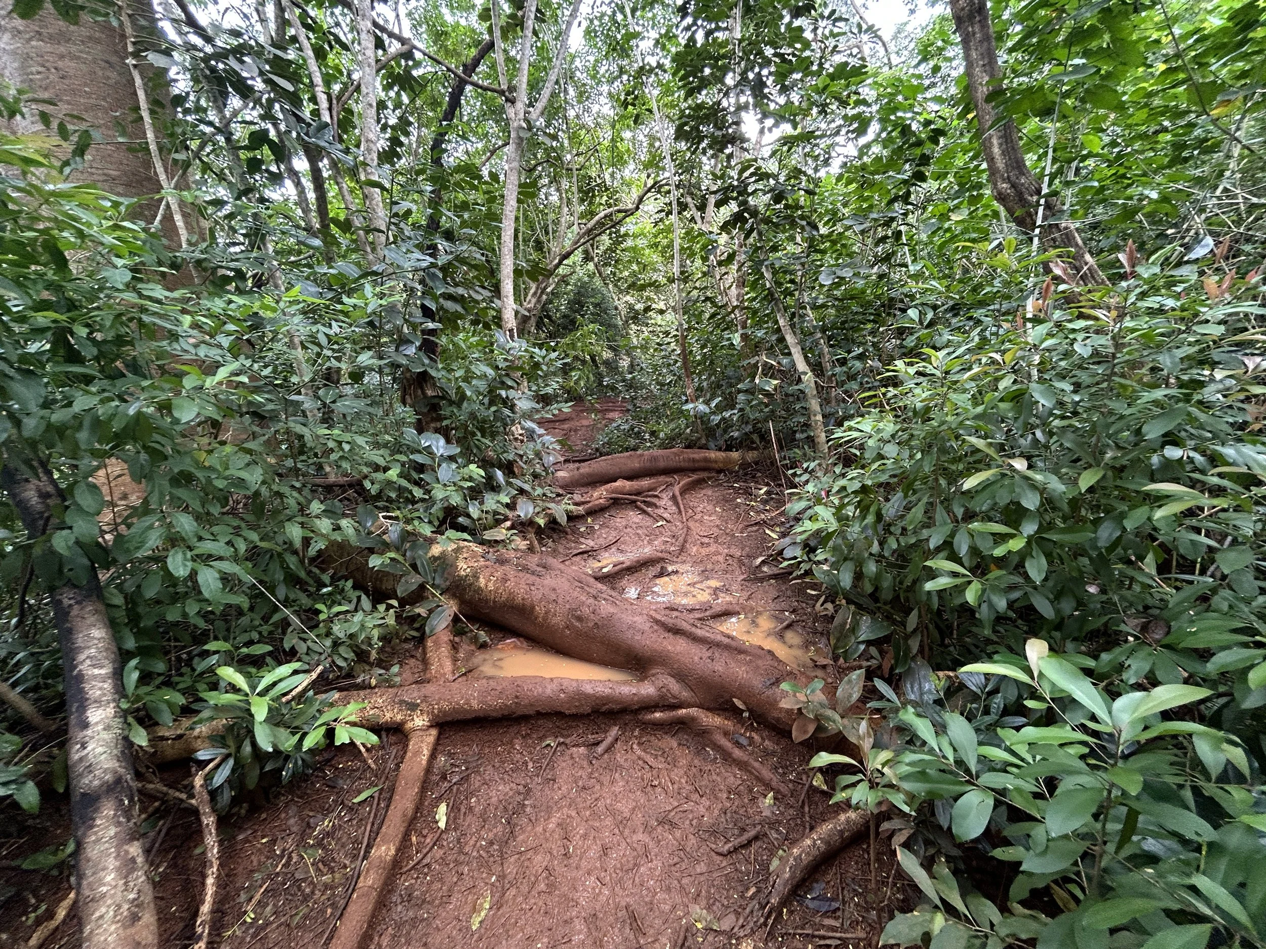 Hiking the Likeke Falls Trail on Oʻahu, Hawaiʻi — noahawaii
