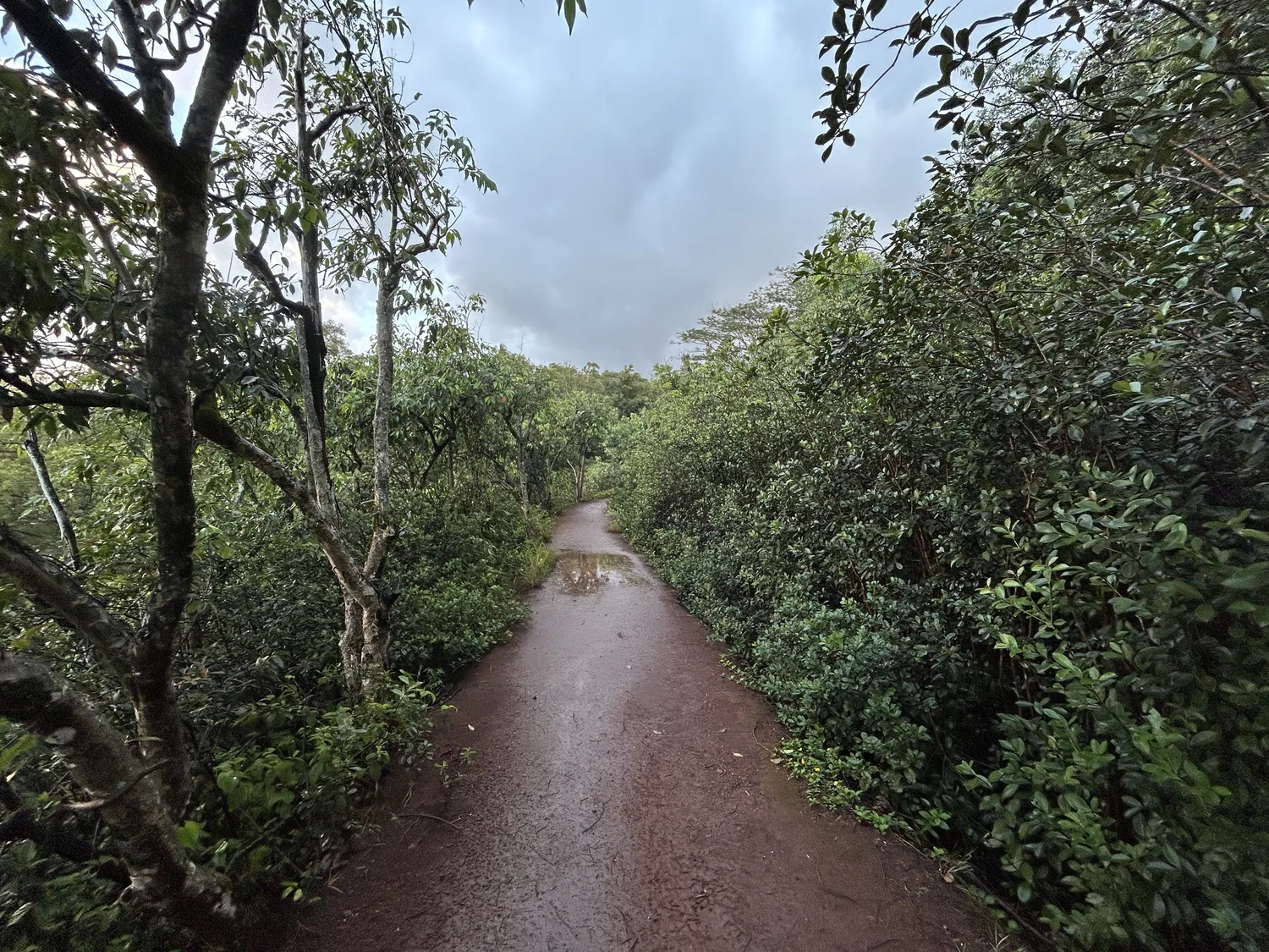 Hiking the Waimano Ridge Trail on Oʻahu — noahawaii