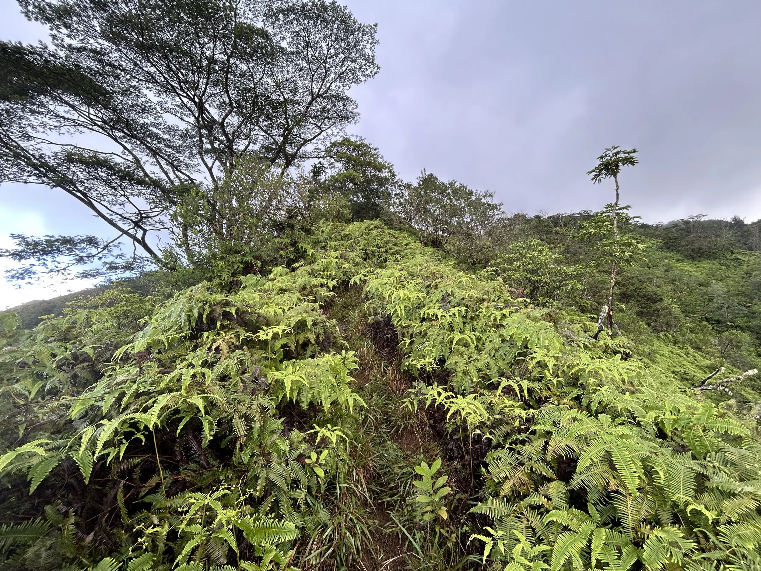 Hiking the Mānoa Middle Ridge Trail on Oʻahu — noahawaii