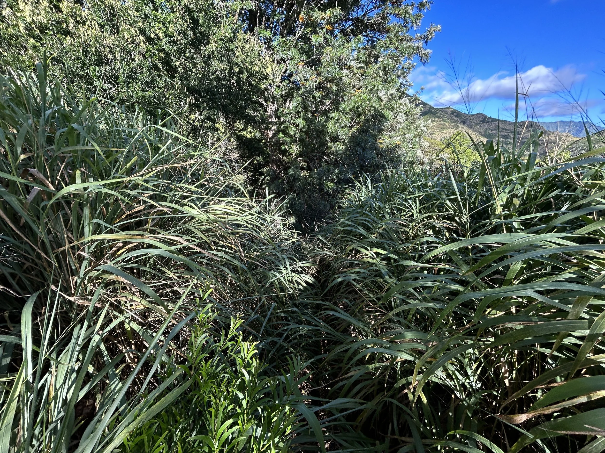 Hiking the Lualualei Lookout Trail on Oʻahu, Hawaiʻi — noahawaii