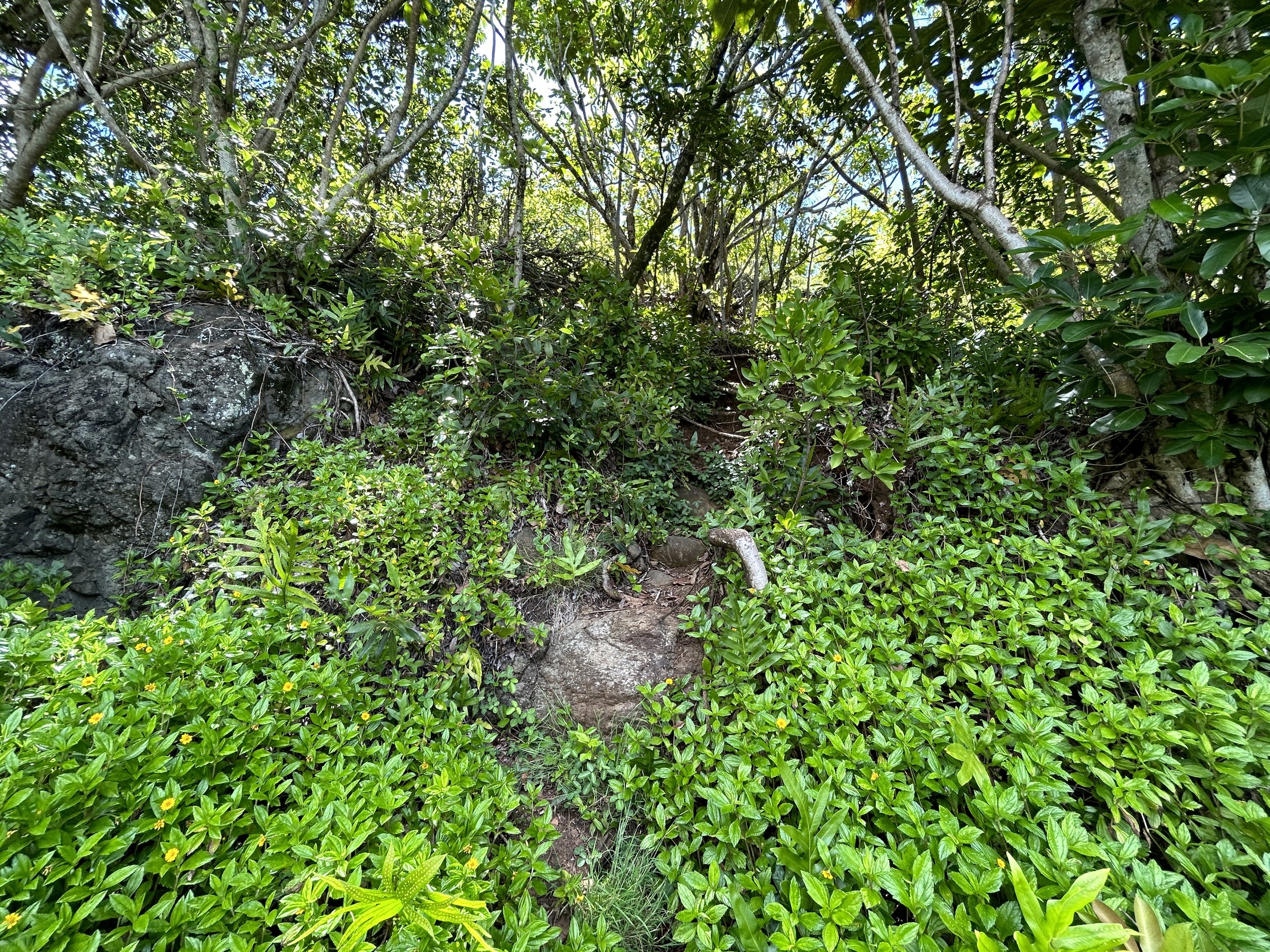 Hiking the Puʻu Piei Trail on Oʻahu, Hawaiʻi — noahawaii