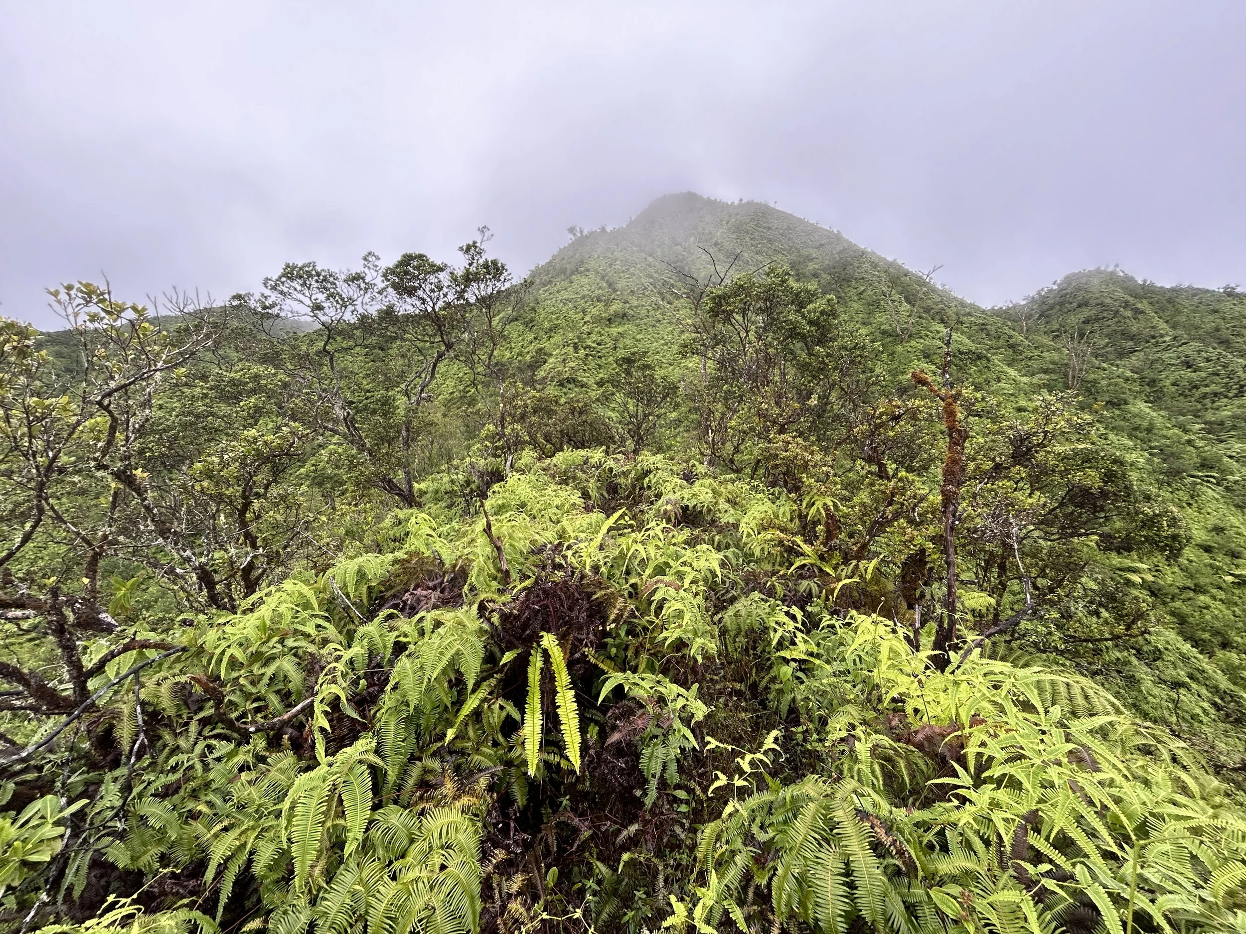 Hiking the Mānoa Middle Ridge Trail on Oʻahu — noahawaii