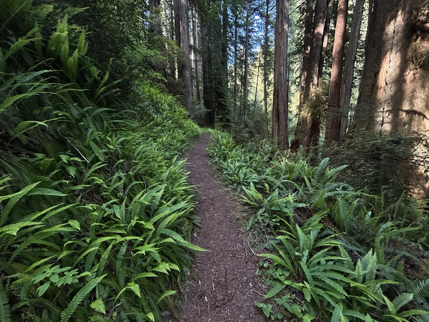 Hiking the Moorman Pond Trail in Prairie Creek Redwoods State Park ...