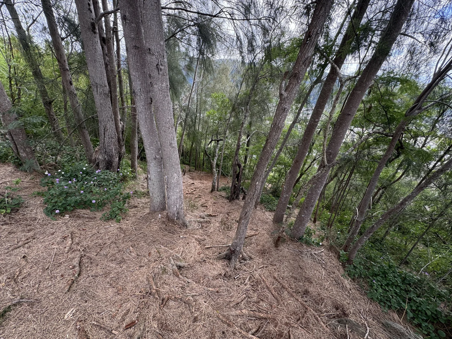Hiking the Kapālama Ridge Trail to Puʻu Lanihuli on Oʻahu, Hawaiʻi ...