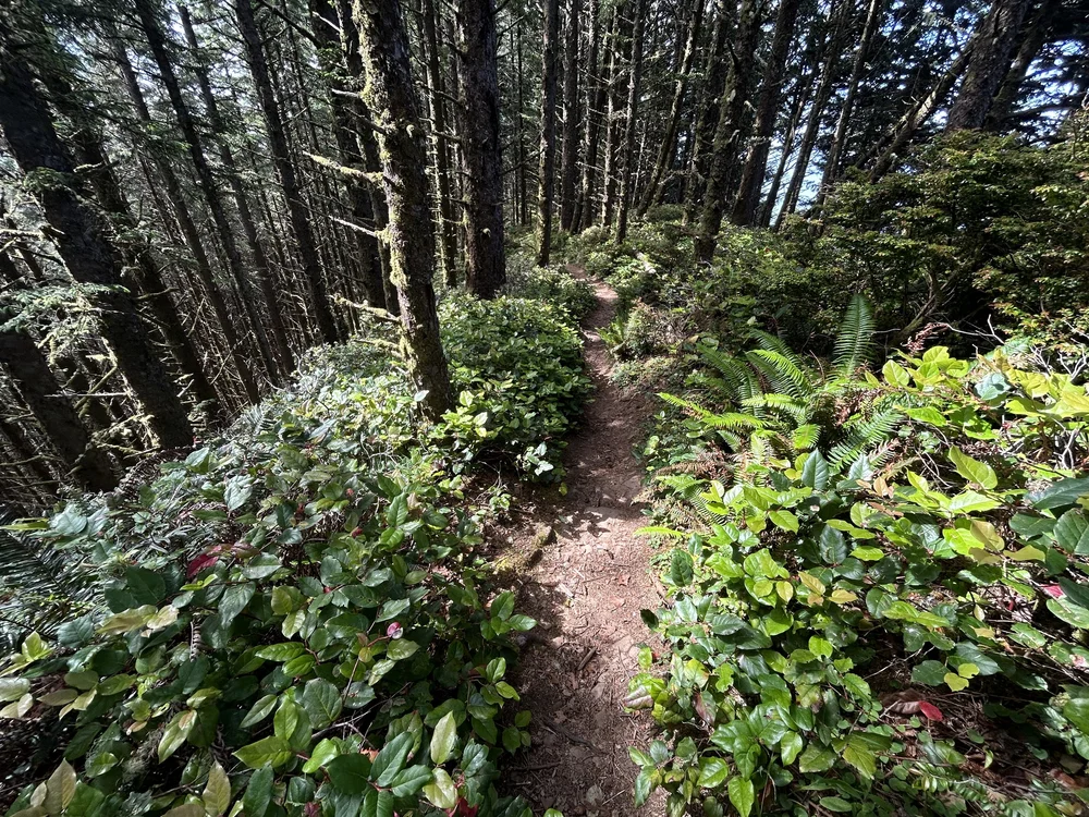 Hiking the Cape Sebastian Trail on the Oregon Coast — noahawaii