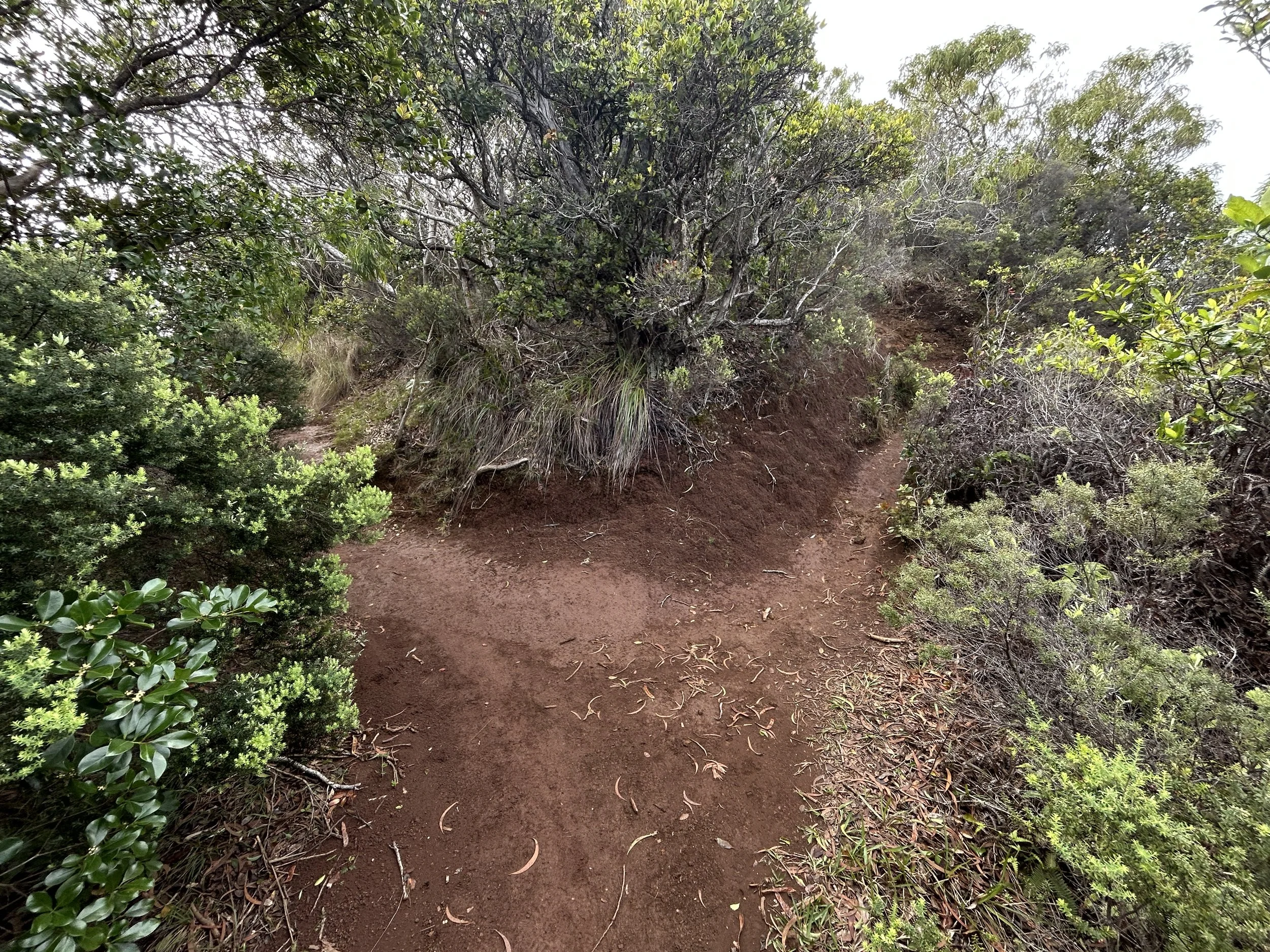 Hiking the Awaʻawapuhi Trail on Kauaʻi’s Nāpali Coast — noahawaii