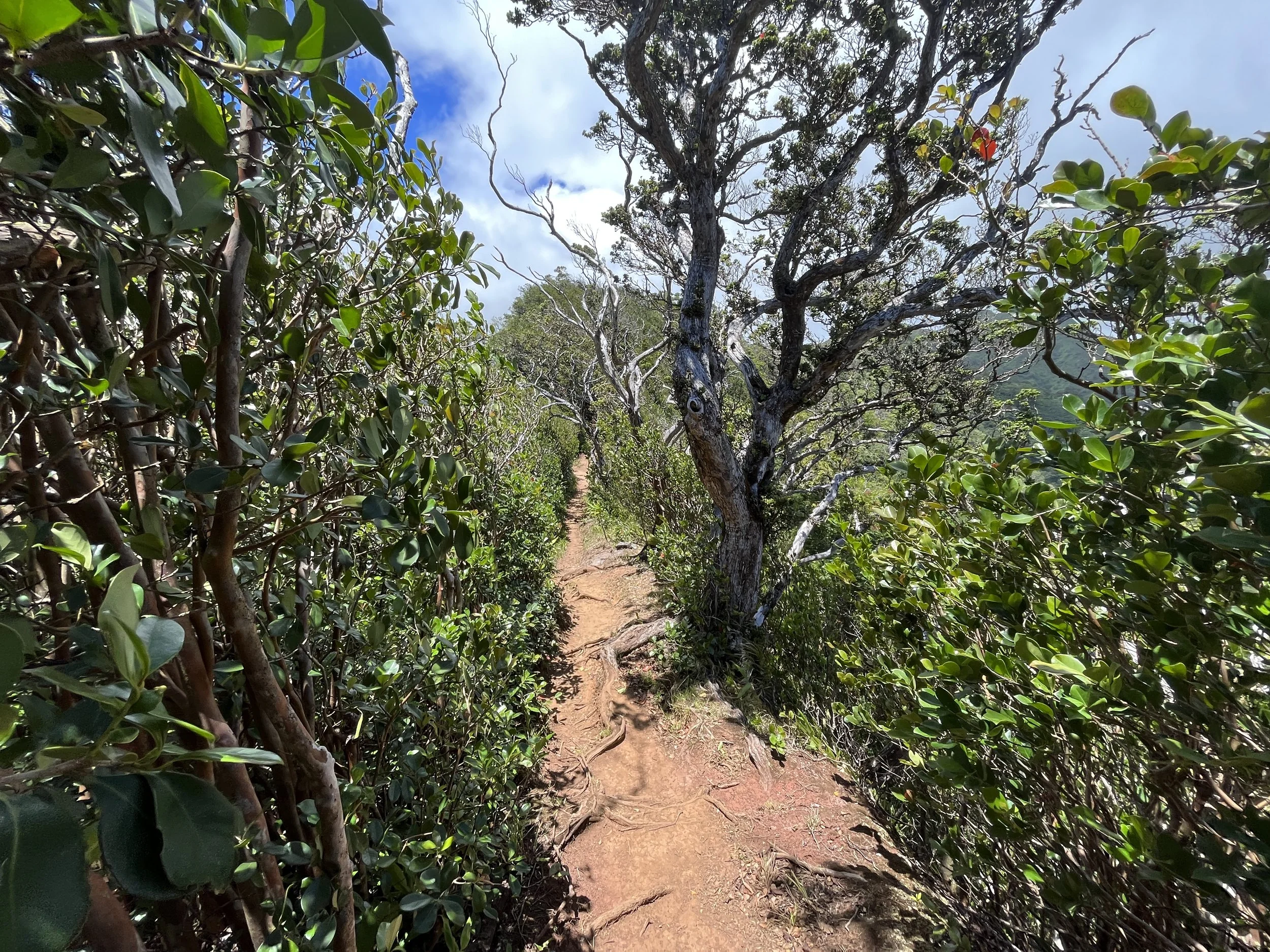 Hiking the Waʻahila Ridge Trail to Mt. Olympus (ʻAwaʻawaloa) on Oʻahu ...
