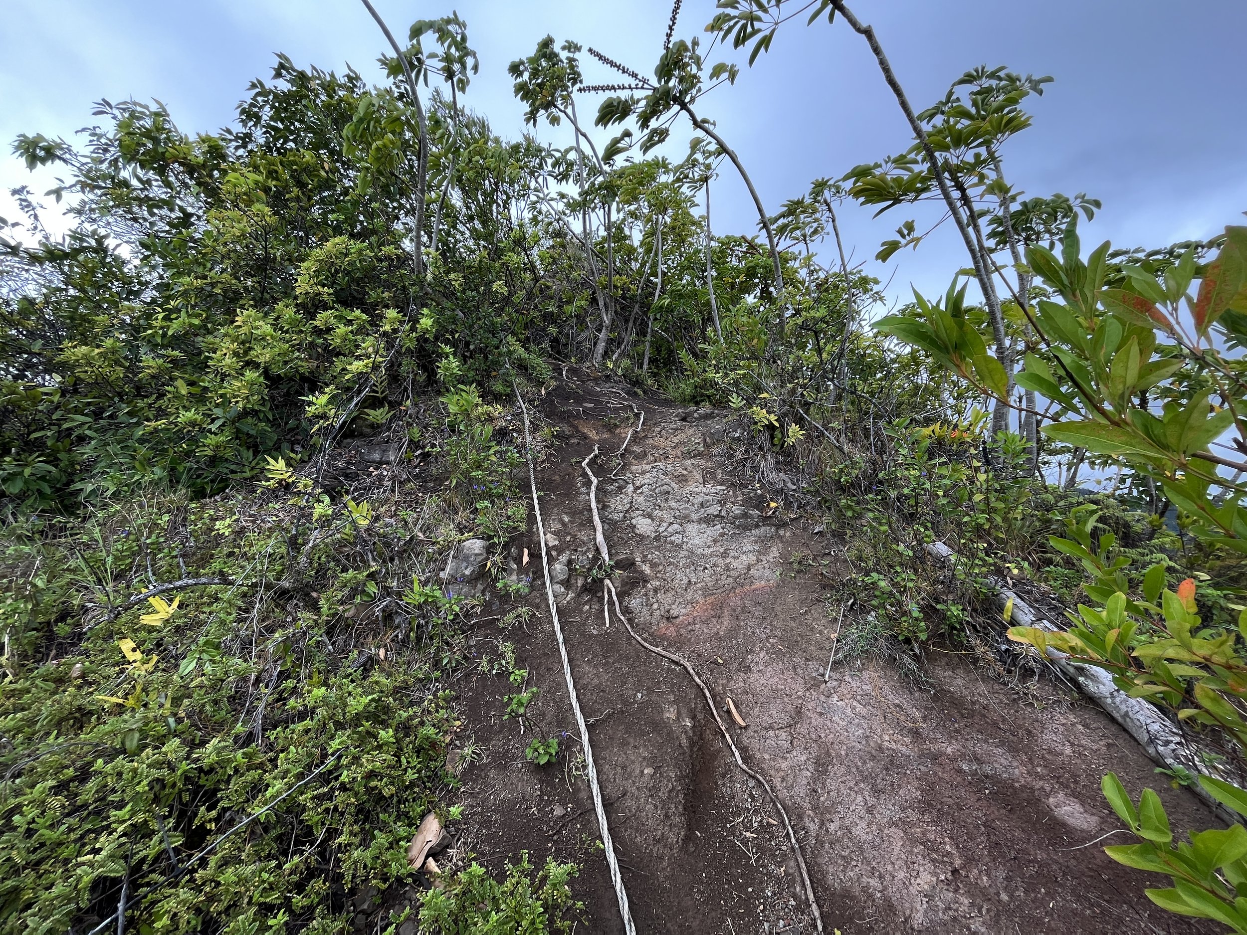 Hiking the Pride Rock Trail: Southeast Ridge of Puʻu ʻŌhulehule on ...