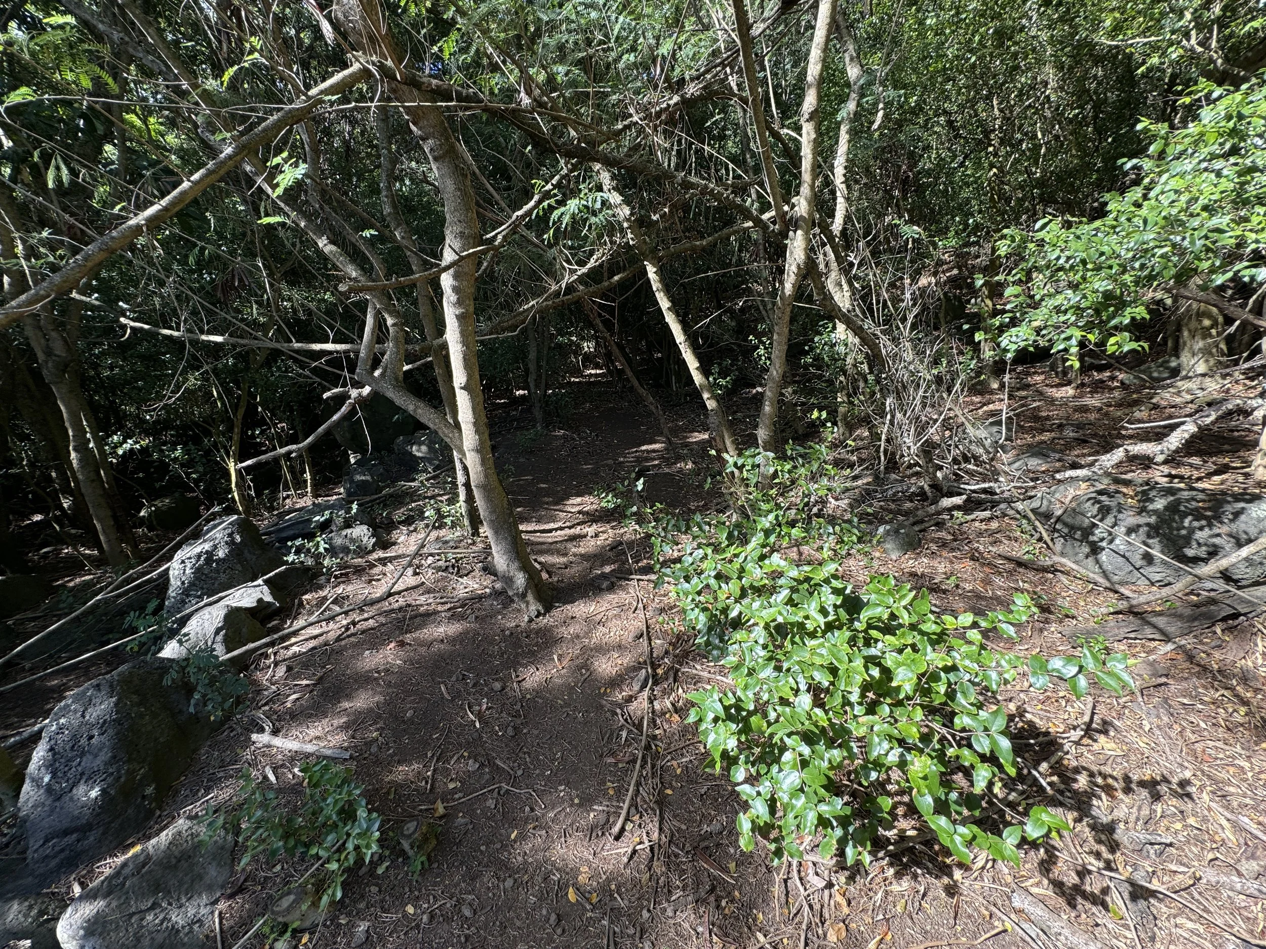 Hiking the Hālawa Valley Trail to Moaʻula & Hīpuapua Falls on Molokai ...