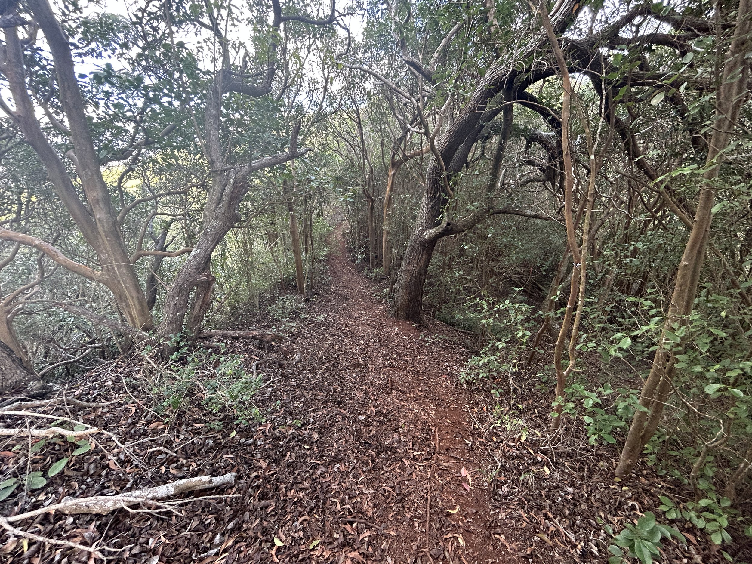 Hiking Oʻahu's Waiʻanae Summit Trail (WST) West to East — noahawaii