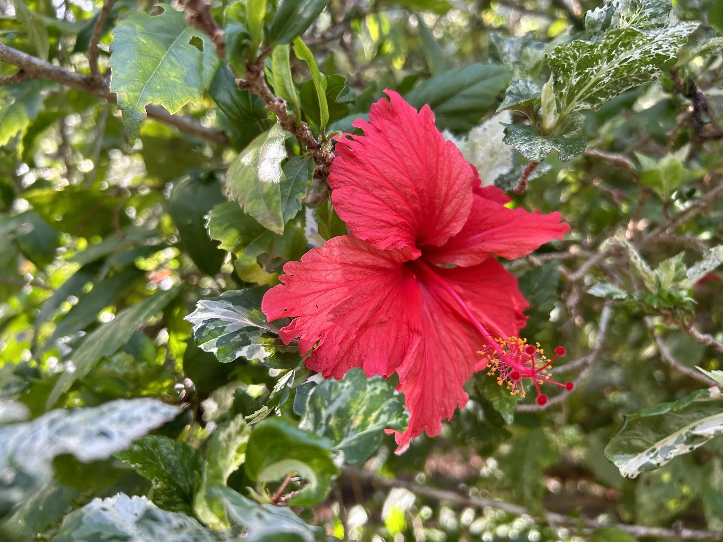 Hiking the Koko Crater Botanical Garden Loop Trail on Oʻahu, Hawaiʻi ...