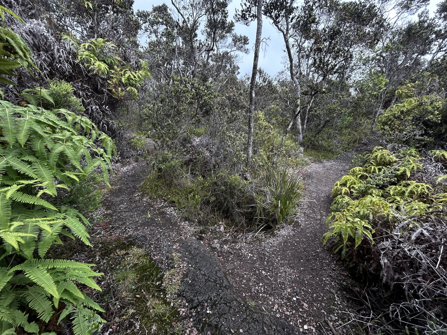 Hiking the Kaulana Manu Nature Trail on the Big Island of Hawaiʻi ...