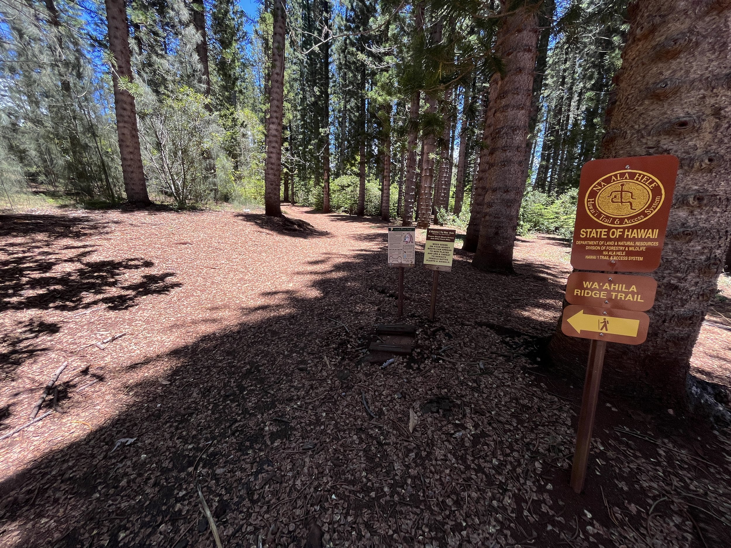 Hiking the Waʻahila Ridge Trail to Mt. Olympus (ʻAwaʻawaloa) on Oʻahu ...