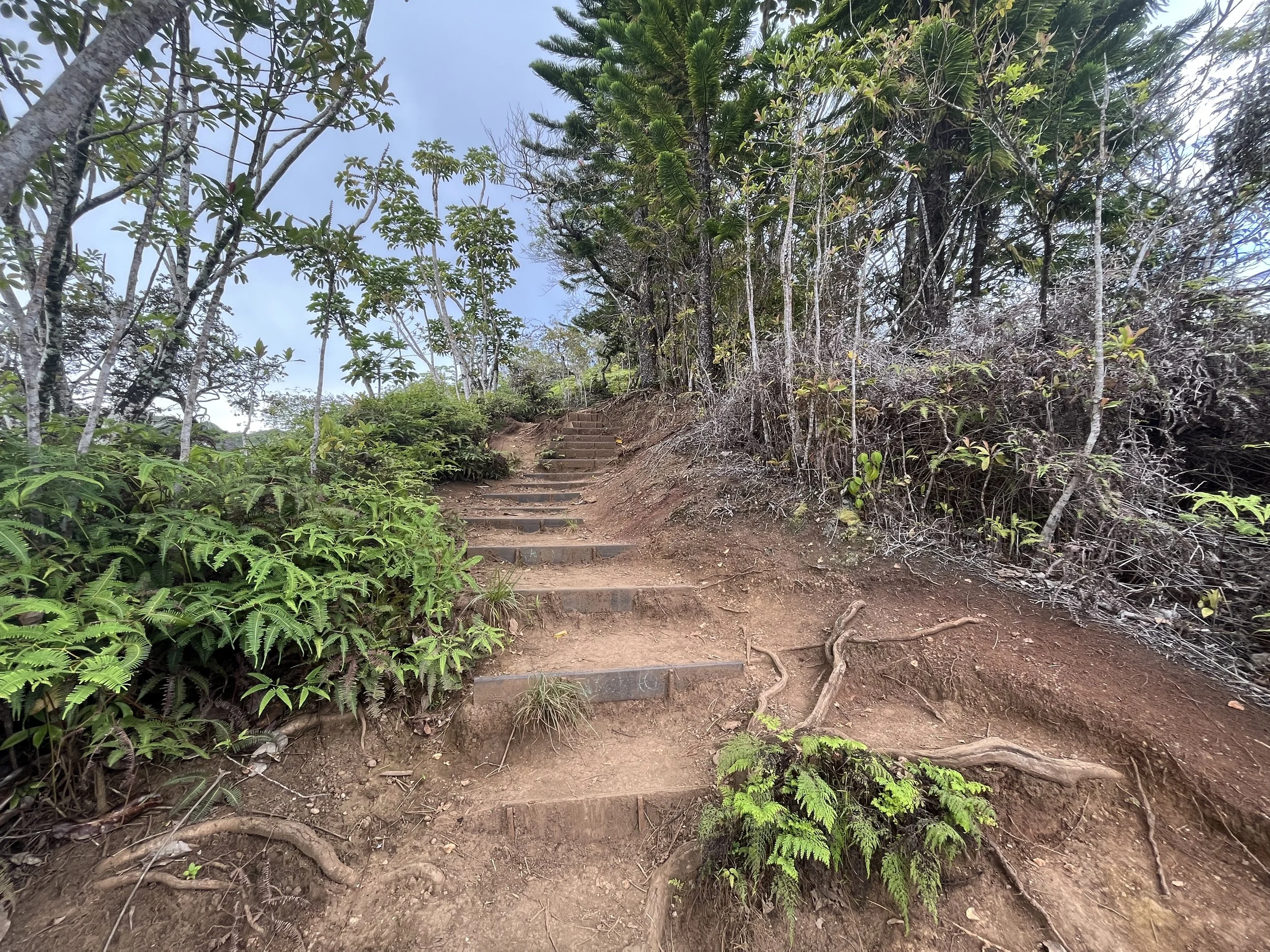 Hiking the Kuliʻouʻou Ridge Trail on Oʻahu — noahawaii