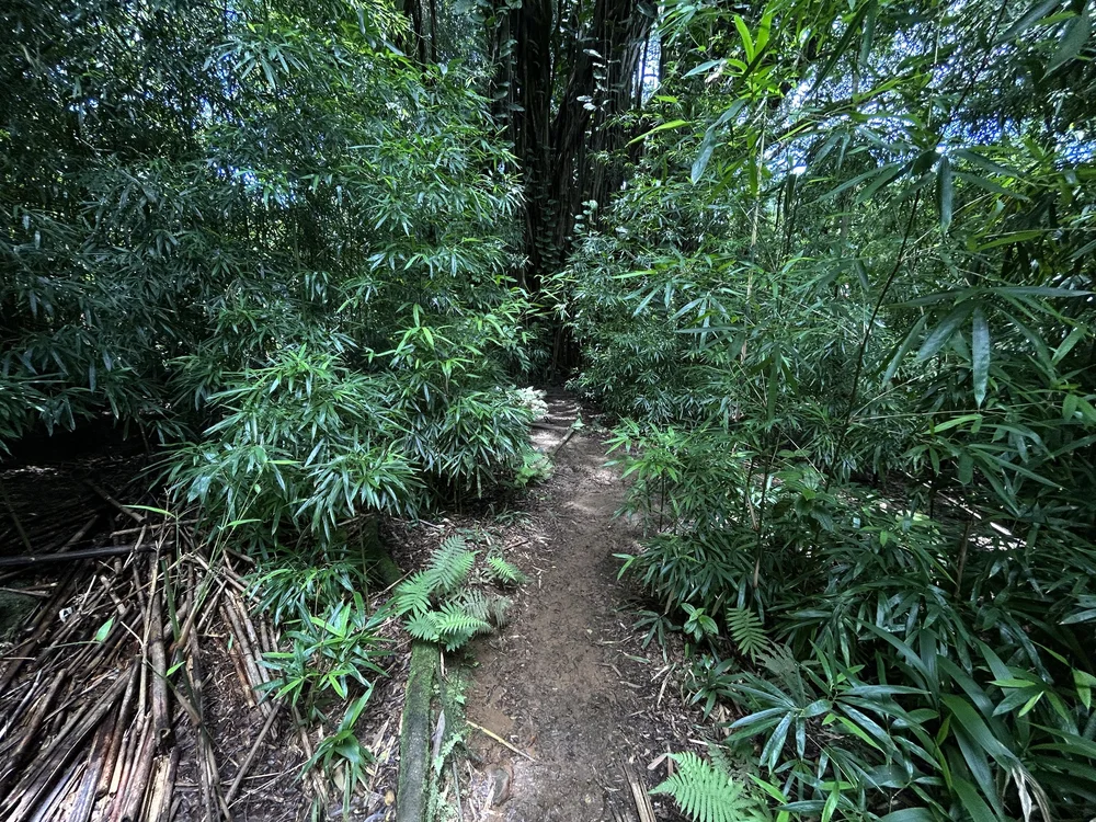 Hiking the Luakaha Falls Trail on Oʻahu, Hawaiʻi — noahawaii