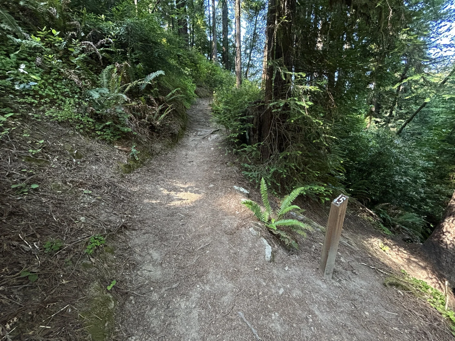 Hiking the Redwood Nature Trail on the Oregon Coast — noahawaii