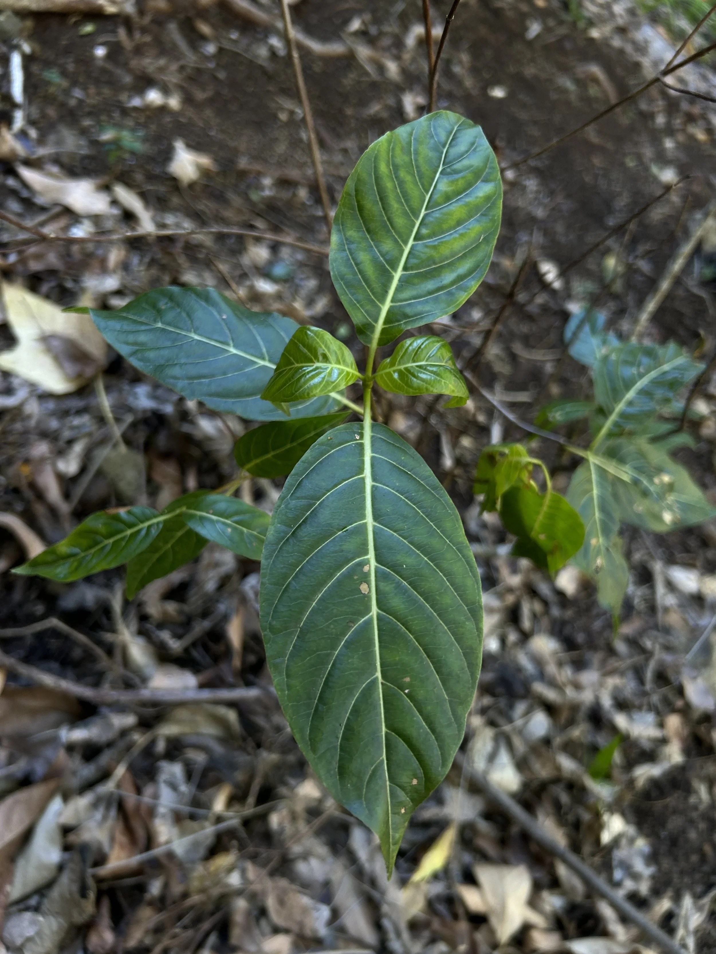 Native Hawaiian Plants: My Plant ID Guide — noahawaii