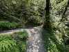 Hiking the Redwood Nature Trail on the Oregon Coast — noahawaii