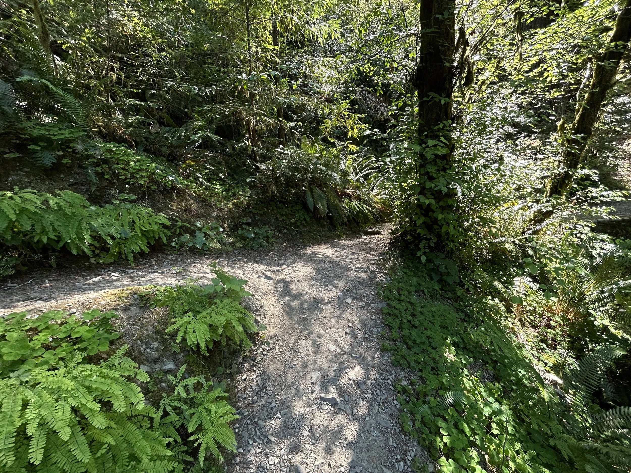 Hiking the Redwood Nature Trail on the Oregon Coast — noahawaii