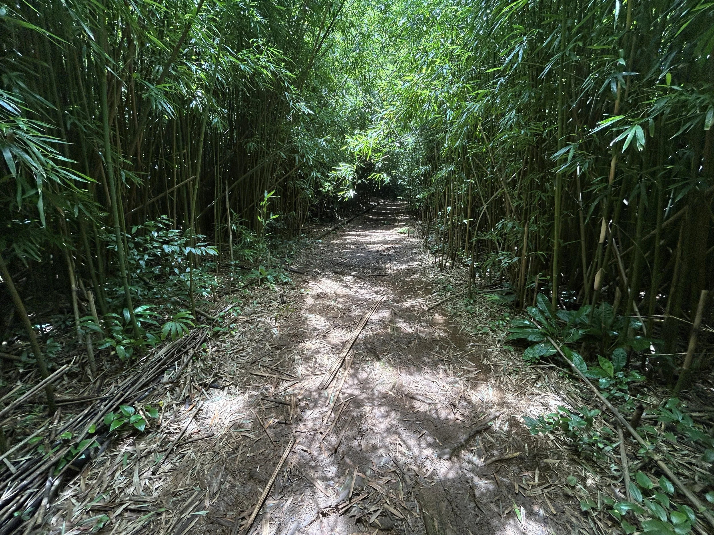 Hiking the Luakaha Falls Trail on Oʻahu, Hawaiʻi — noahawaii