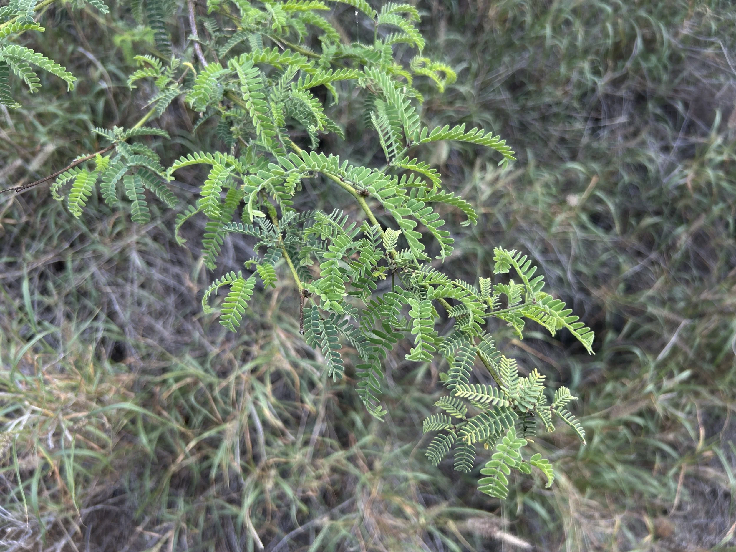 Non-Native / Invasive Plants in Hawaiʻi: My Plant ID Guide — noahawaii