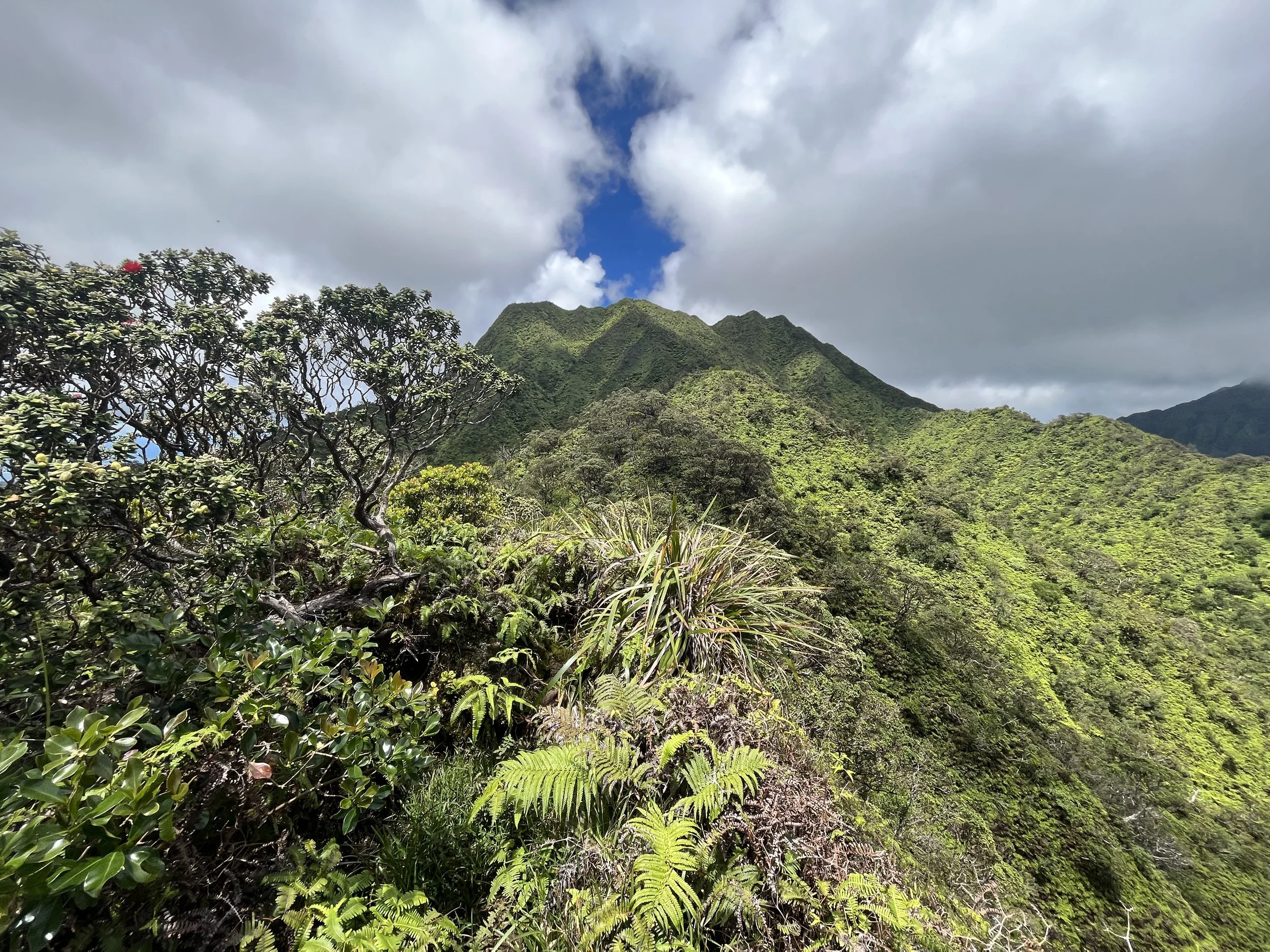 Hiking the Kapālama Ridge Trail to Puʻu Lanihuli on Oʻahu — noahawaii