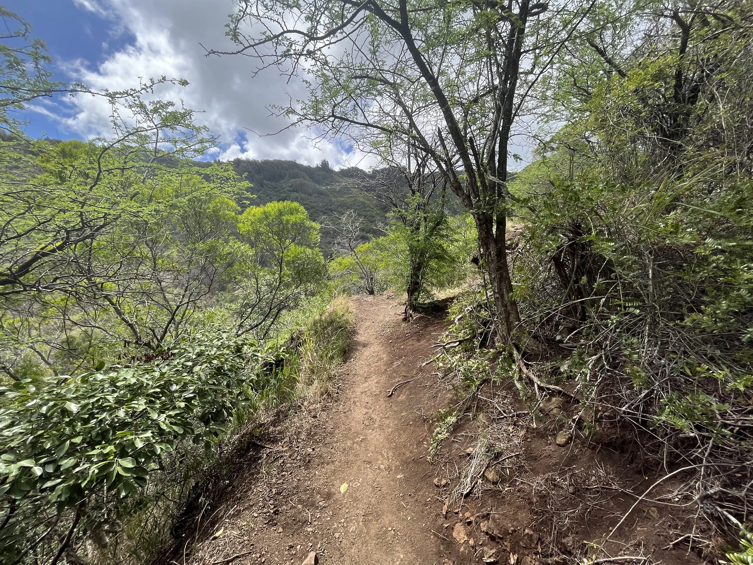 Hiking the Kuliʻouʻou Ridge Trail on Oʻahu — noahawaii