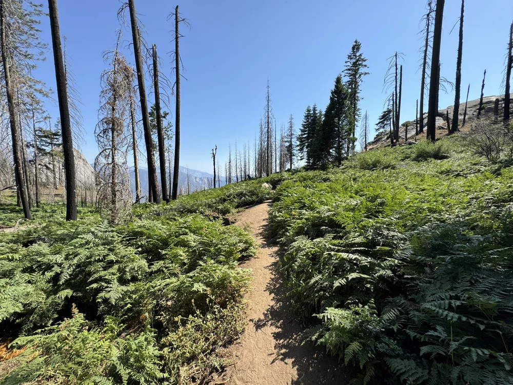 Hiking the Hanging Rock Trail in Sequoia National Park — noahawaii