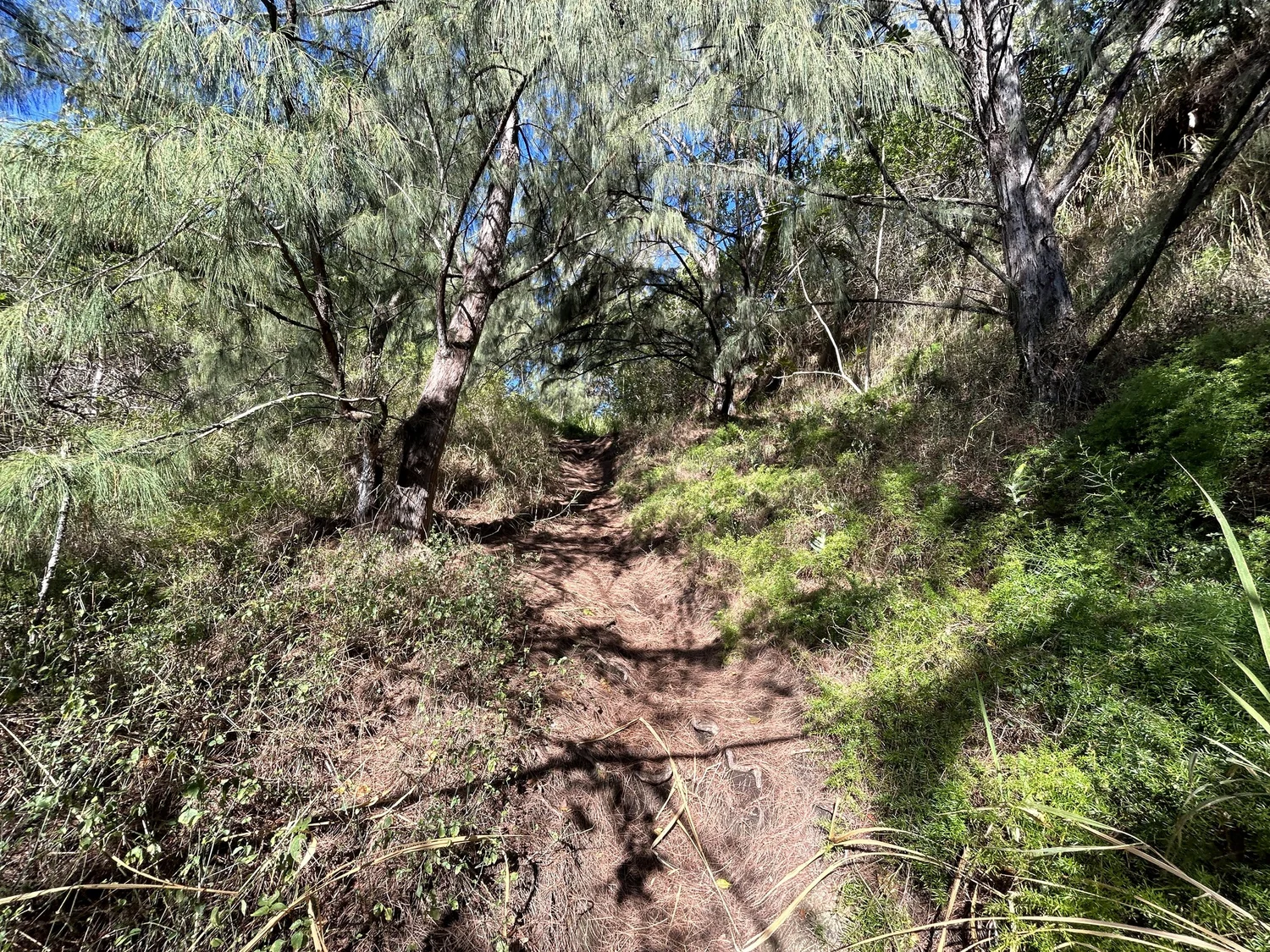 Hiking the Kōloa Gulch Trail on Oʻahu, Hawaiʻi — noahawaii