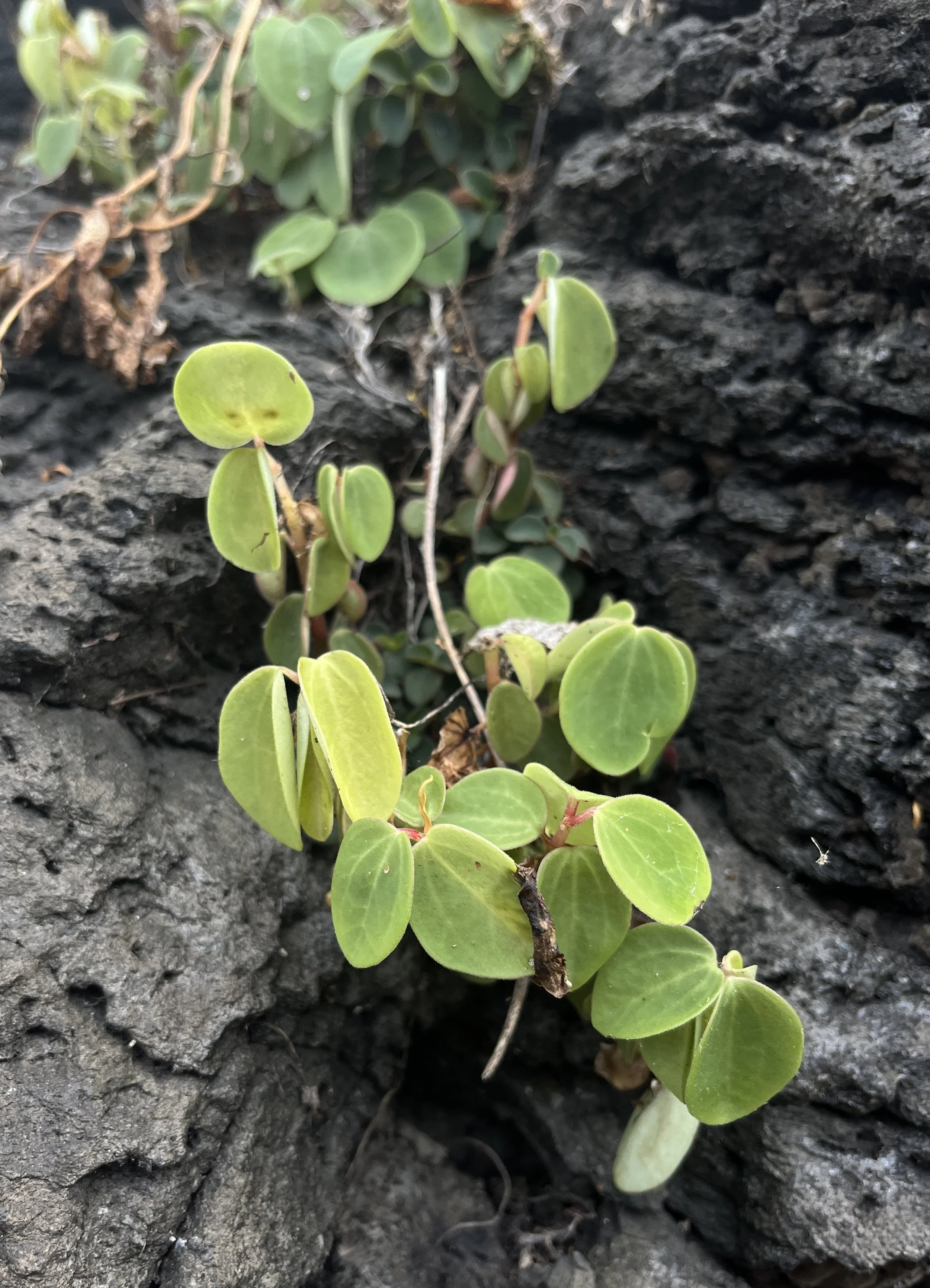Native Hawaiian Plants: My Plant ID Guide — noahawaii