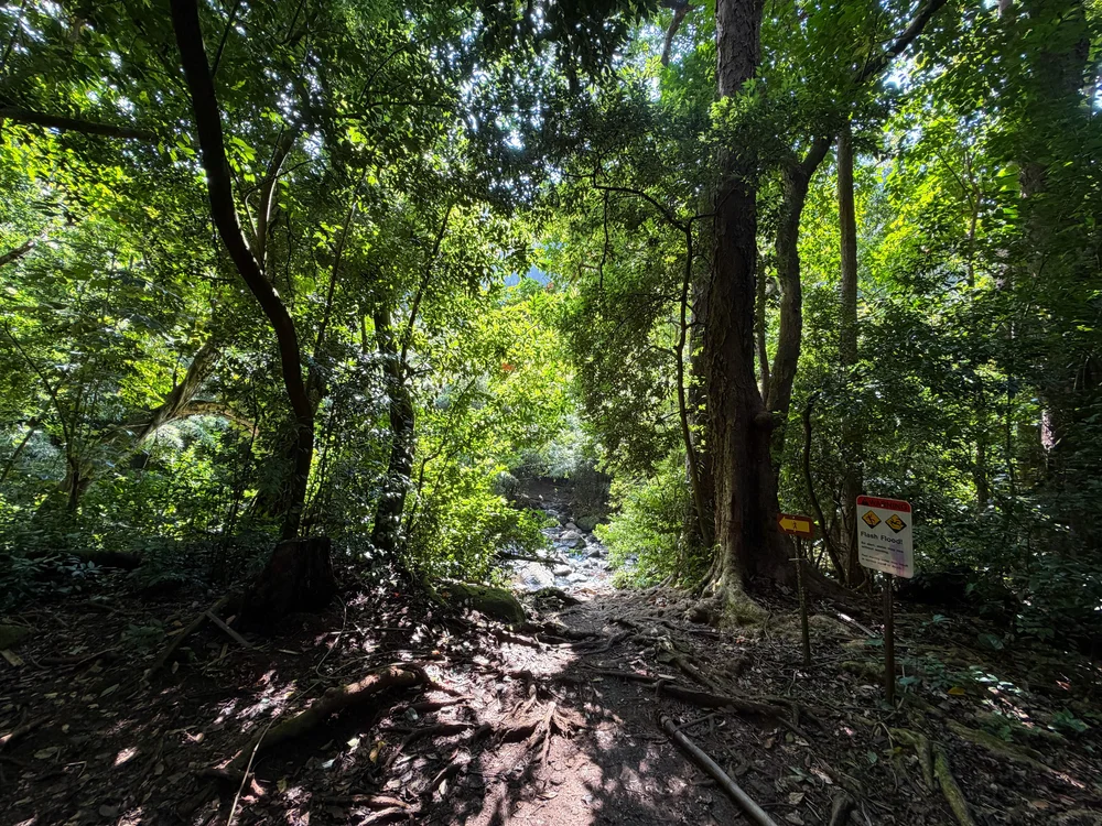 Hiking the Judd Trail & Jackass Ginger Pool on Oʻahu, Hawaiʻi — noahawaii