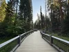 Hiking the Grizzly Giant Loop Trail in Yosemite National Park — noahawaii