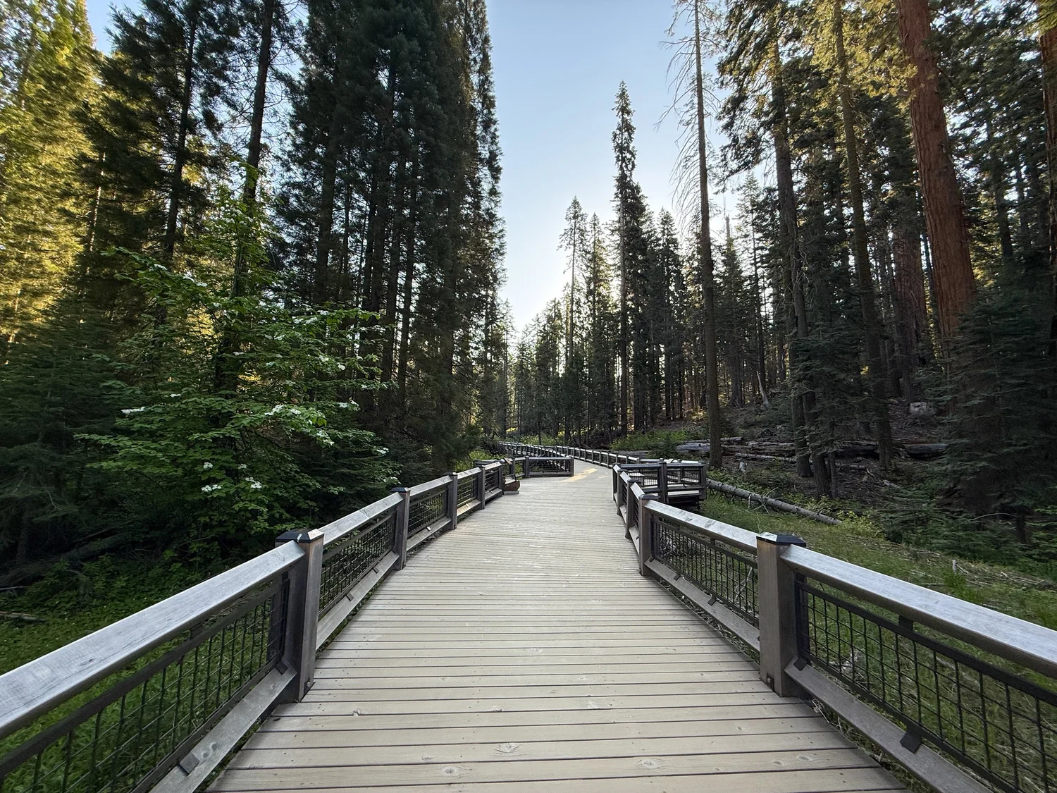 Hiking the Grizzly Giant Loop Trail in Yosemite National Park — noahawaii