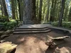Hiking the Stout Memorial Grove Trail in Jedediah Smith Redwoods State ...