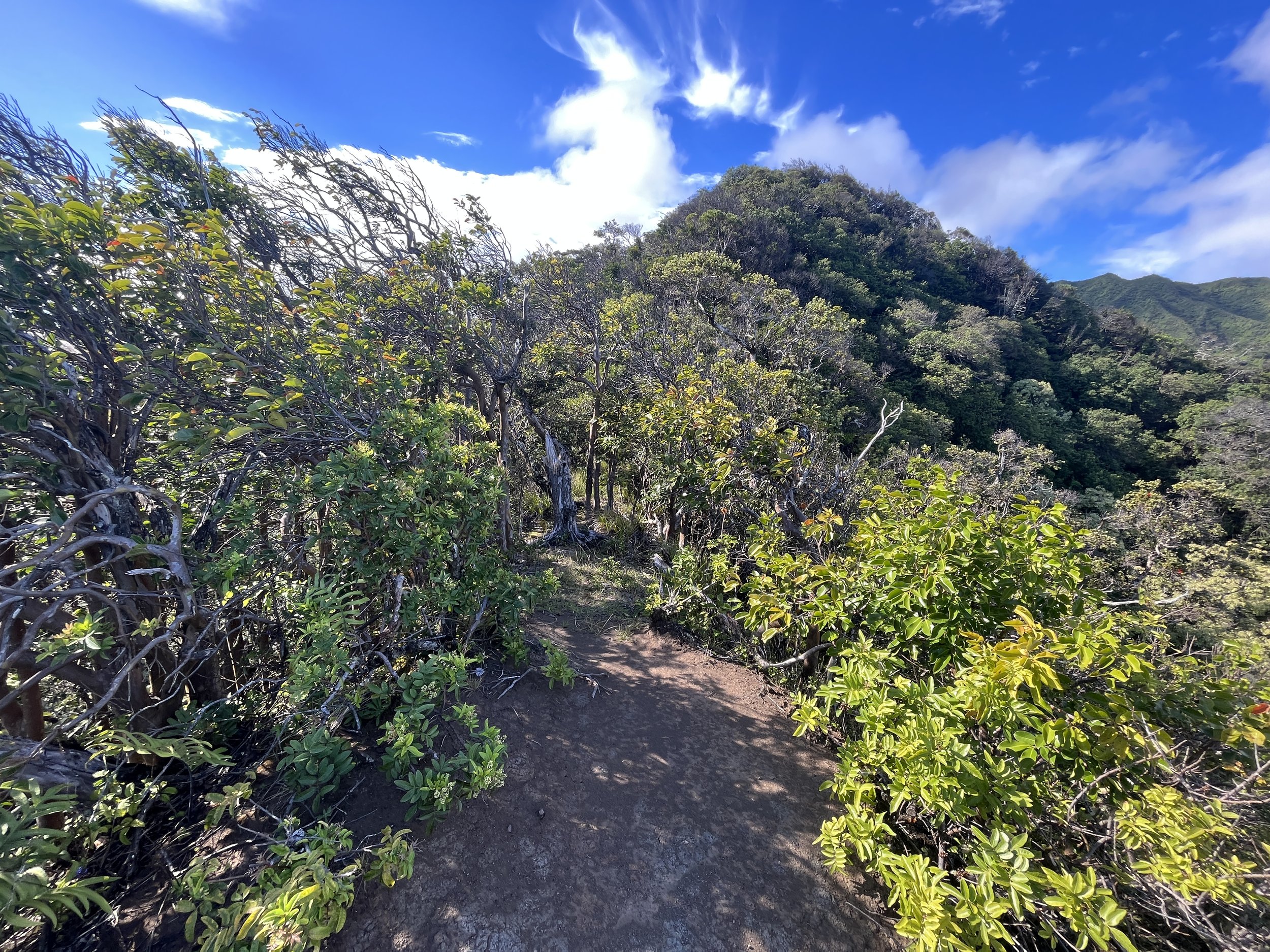 Hiking the Wailupe Loop Trail on Oʻahu — noahawaii