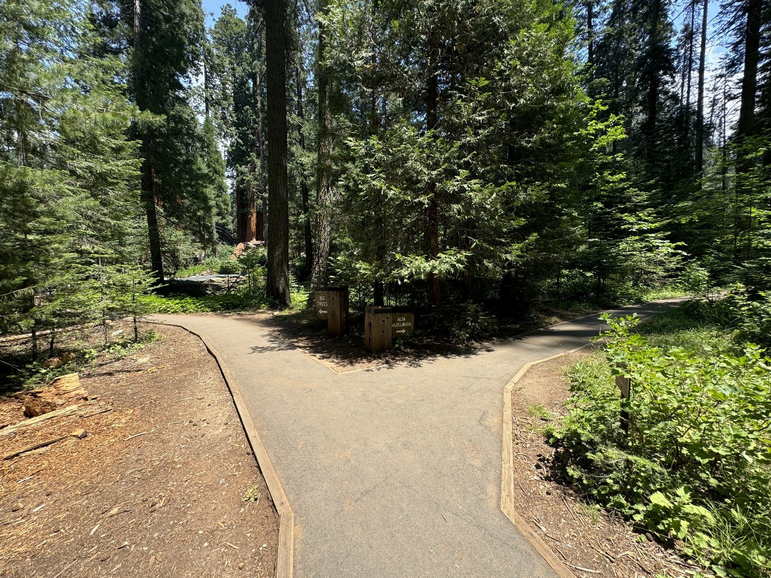 Hiking the Big Trees Trail in Sequoia National Park — noahawaii