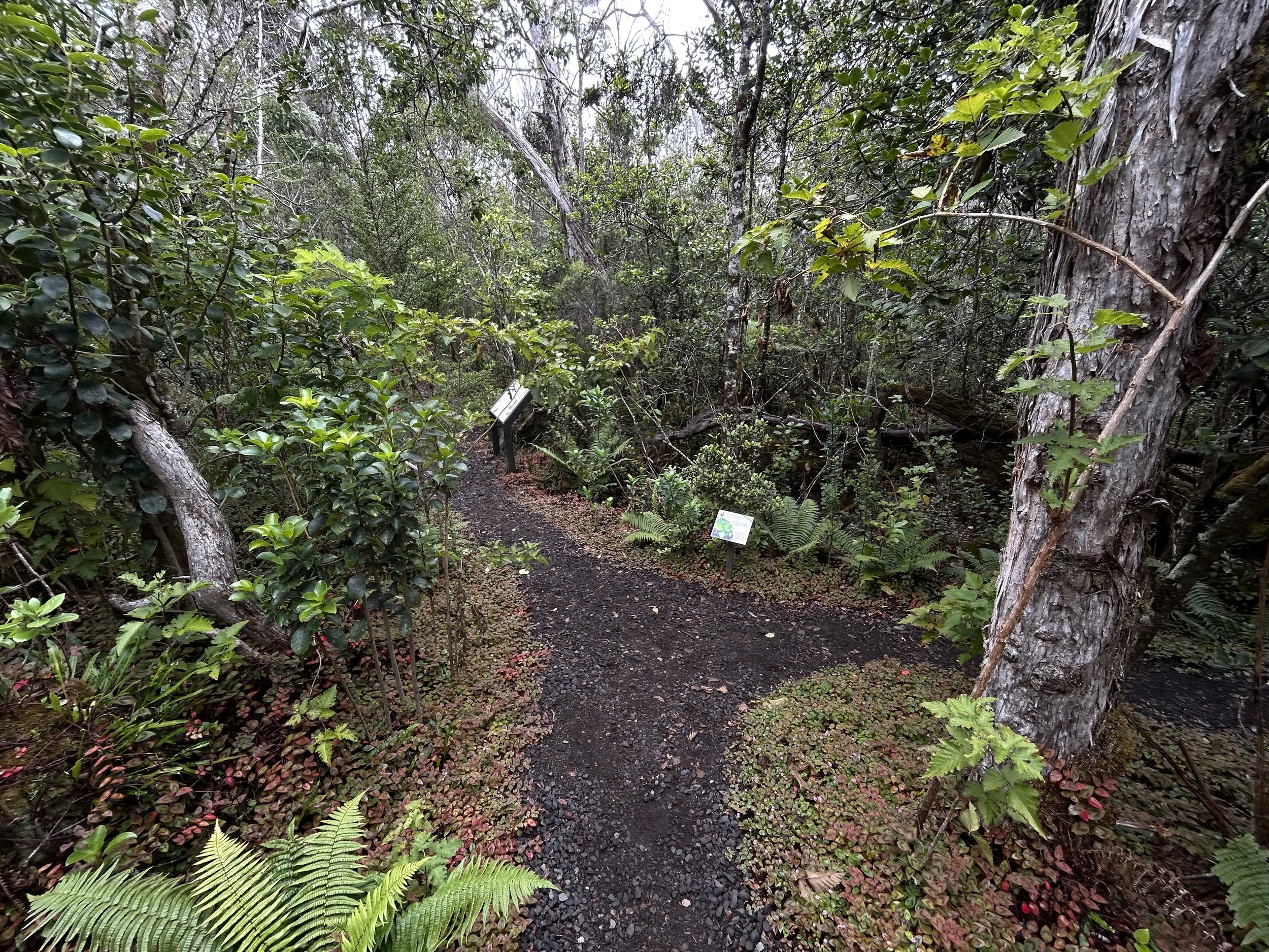 Hiking the Kaulana Manu Nature Trail on the Big Island of Hawaiʻi ...
