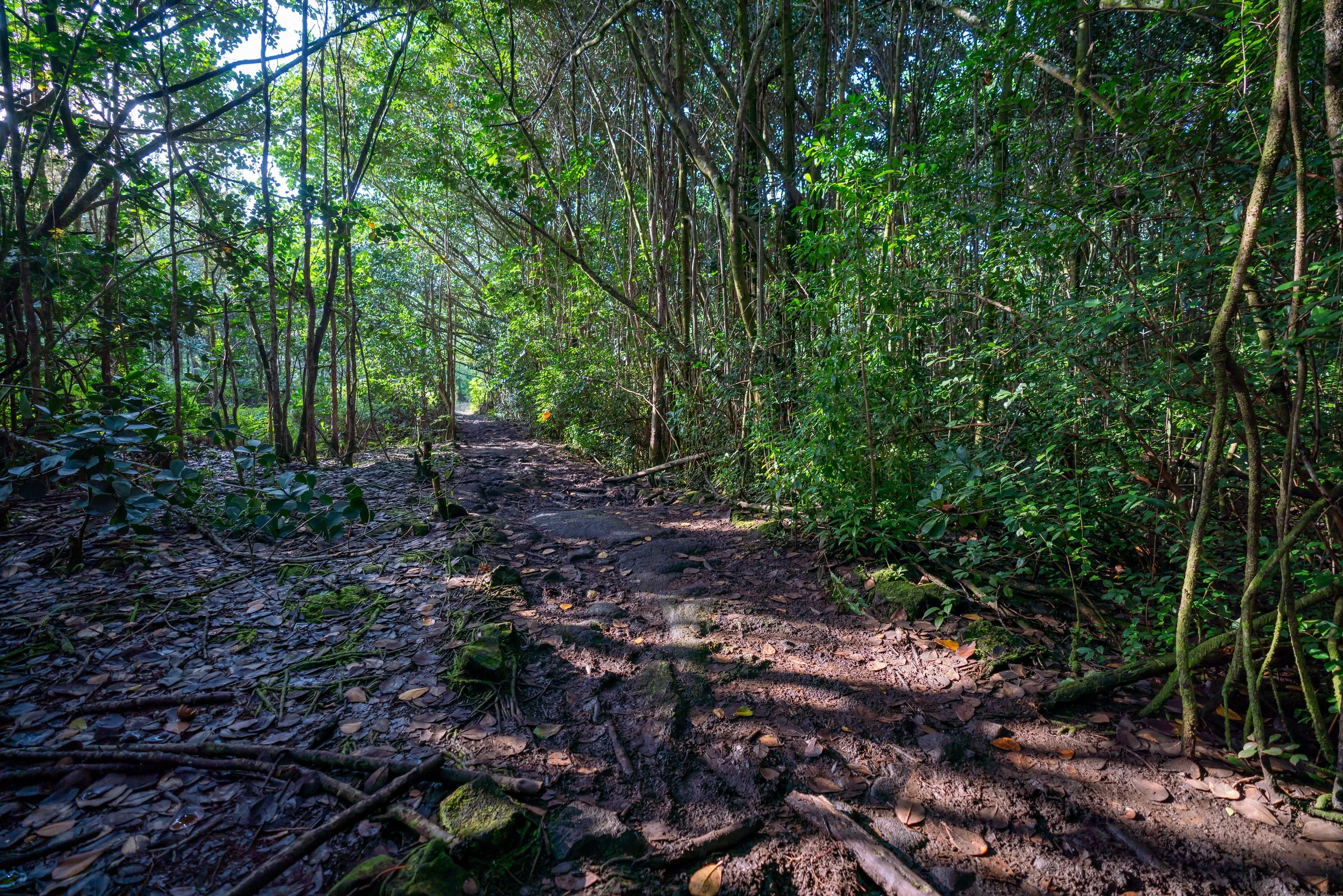 Hiking the Puna Trail to Hāʻena Beach on the Big Island of Hawaiʻi ...