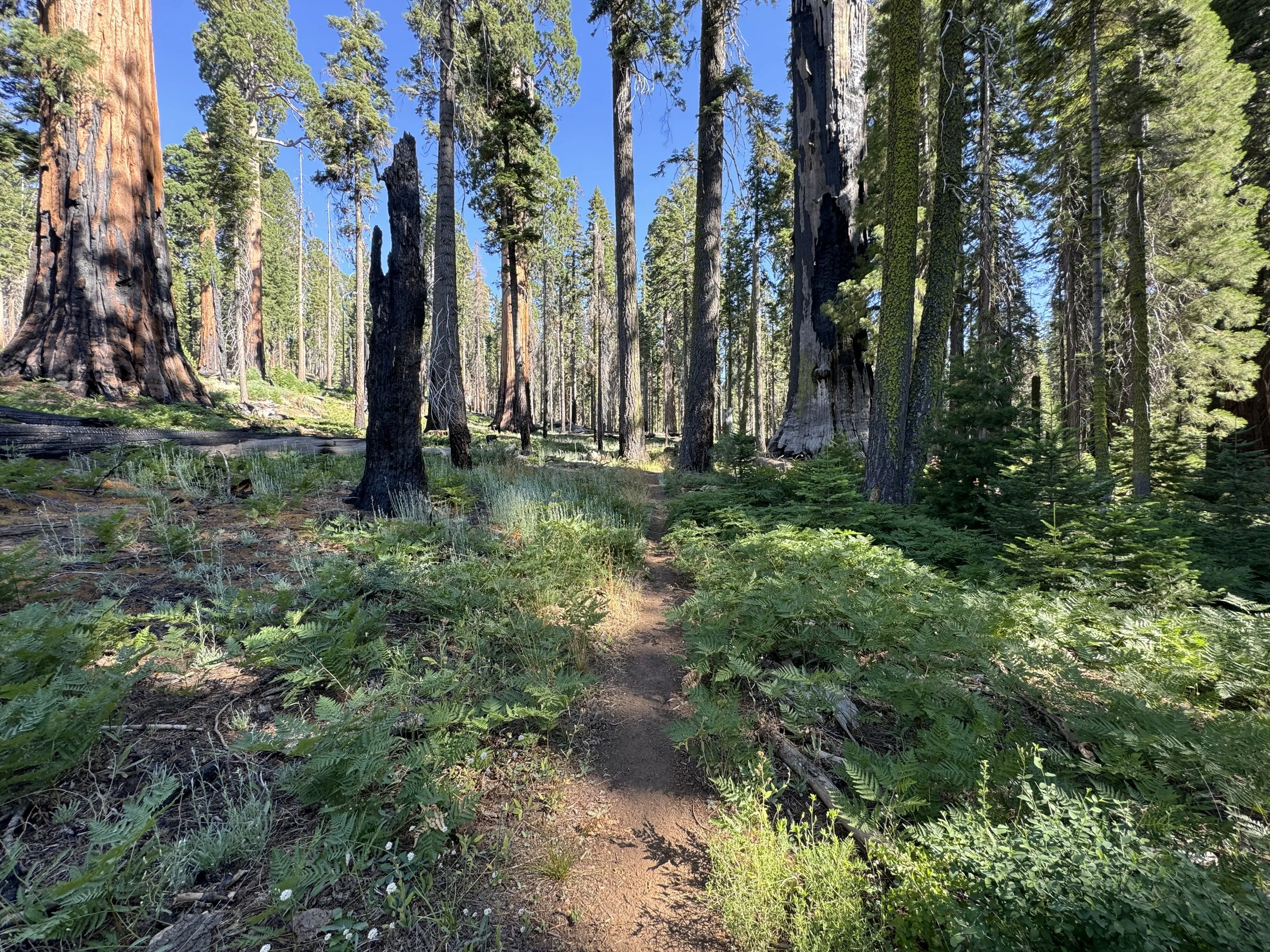 Hiking the Dead Giant Trail in Sequoia National Park — noahawaii