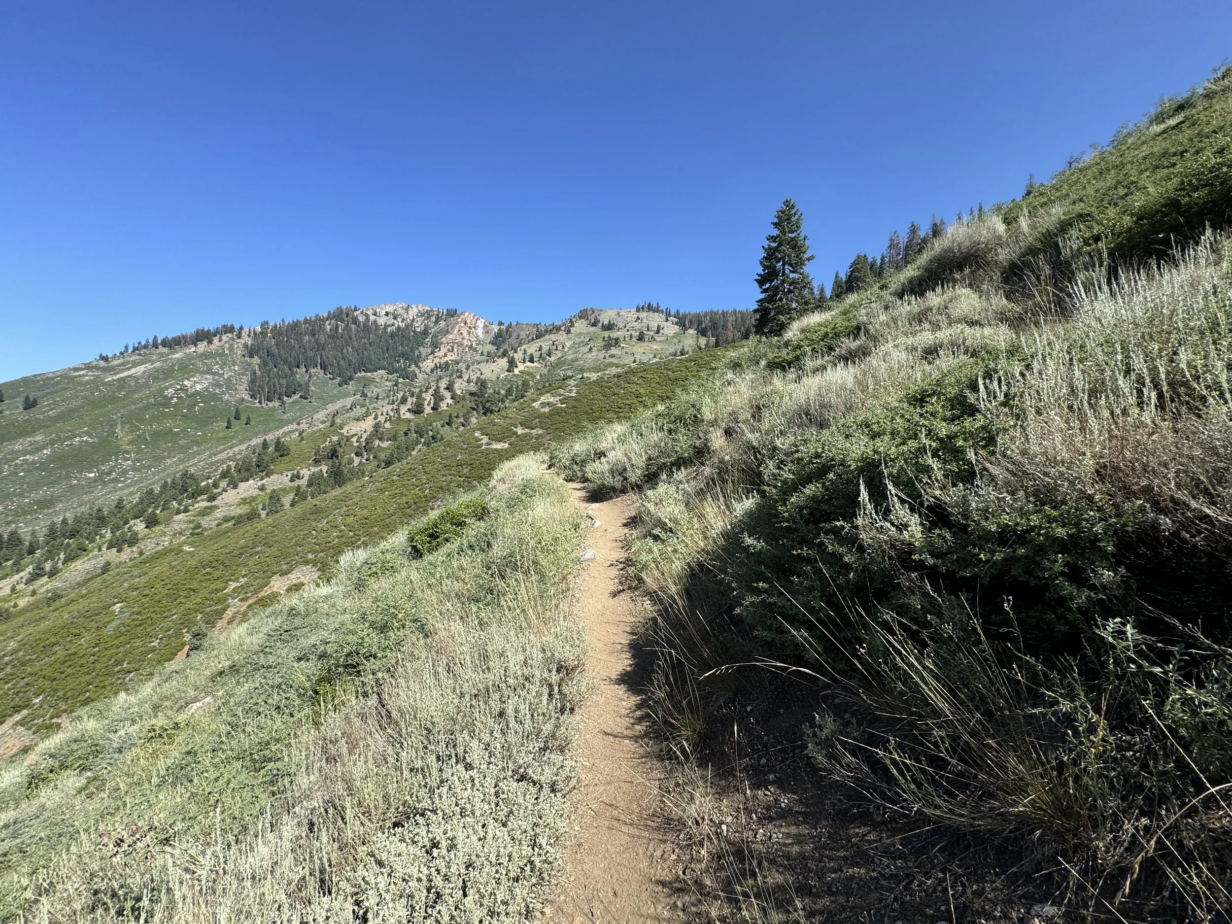 Hiking the Mineral King Loop Trail in Sequoia National Park — noahawaii