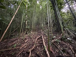 Hiking the Mānoa Middle Ridge Trail on Oʻahu, Hawaiʻi — noahawaii