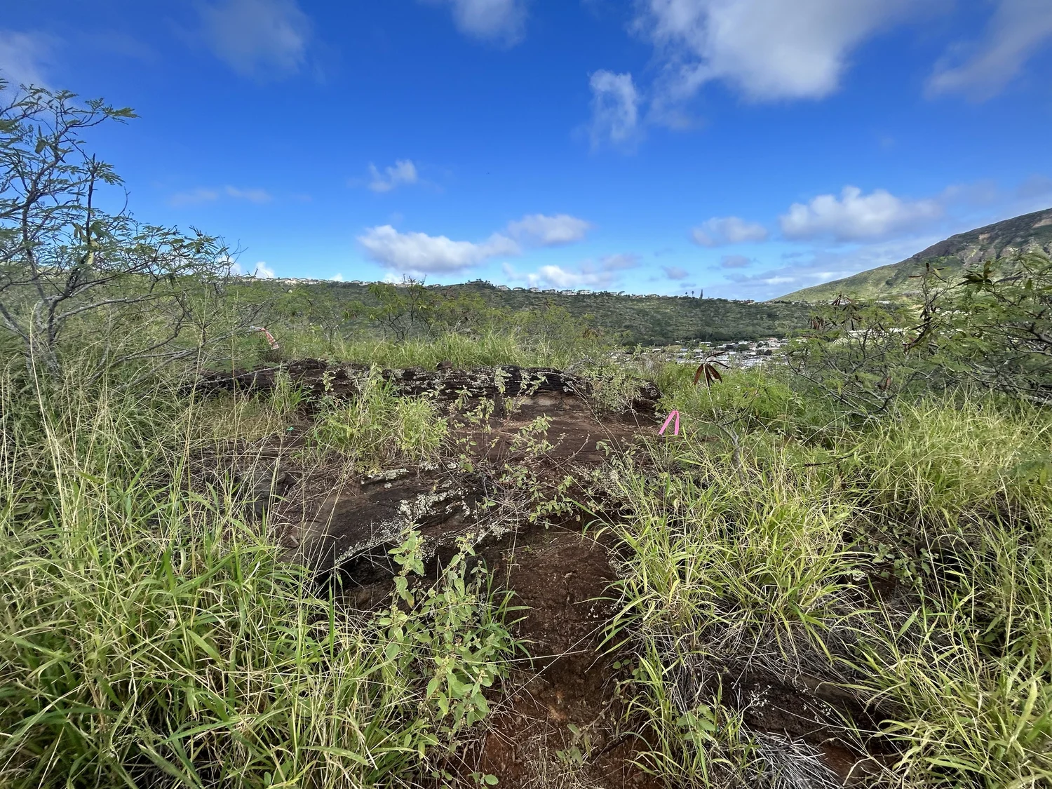 Hiking the Kamiloʻiki Ridge Trail on Oʻahu, Hawaiʻi — noahawaii
