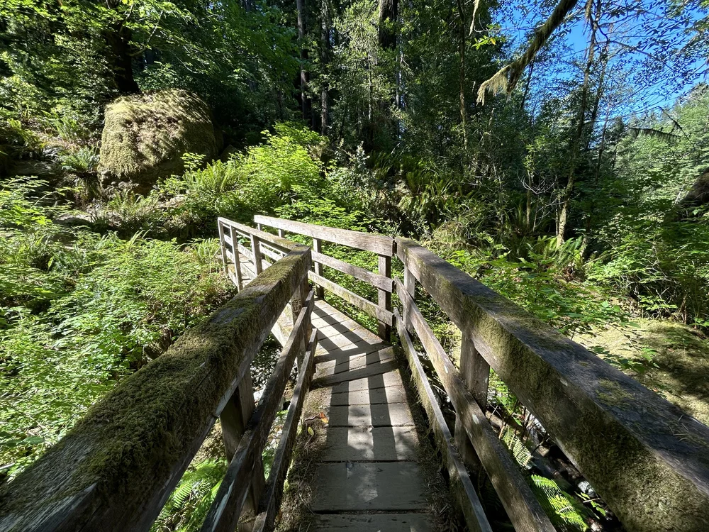 Hiking the Redwood Nature Trail on the Oregon Coast — noahawaii