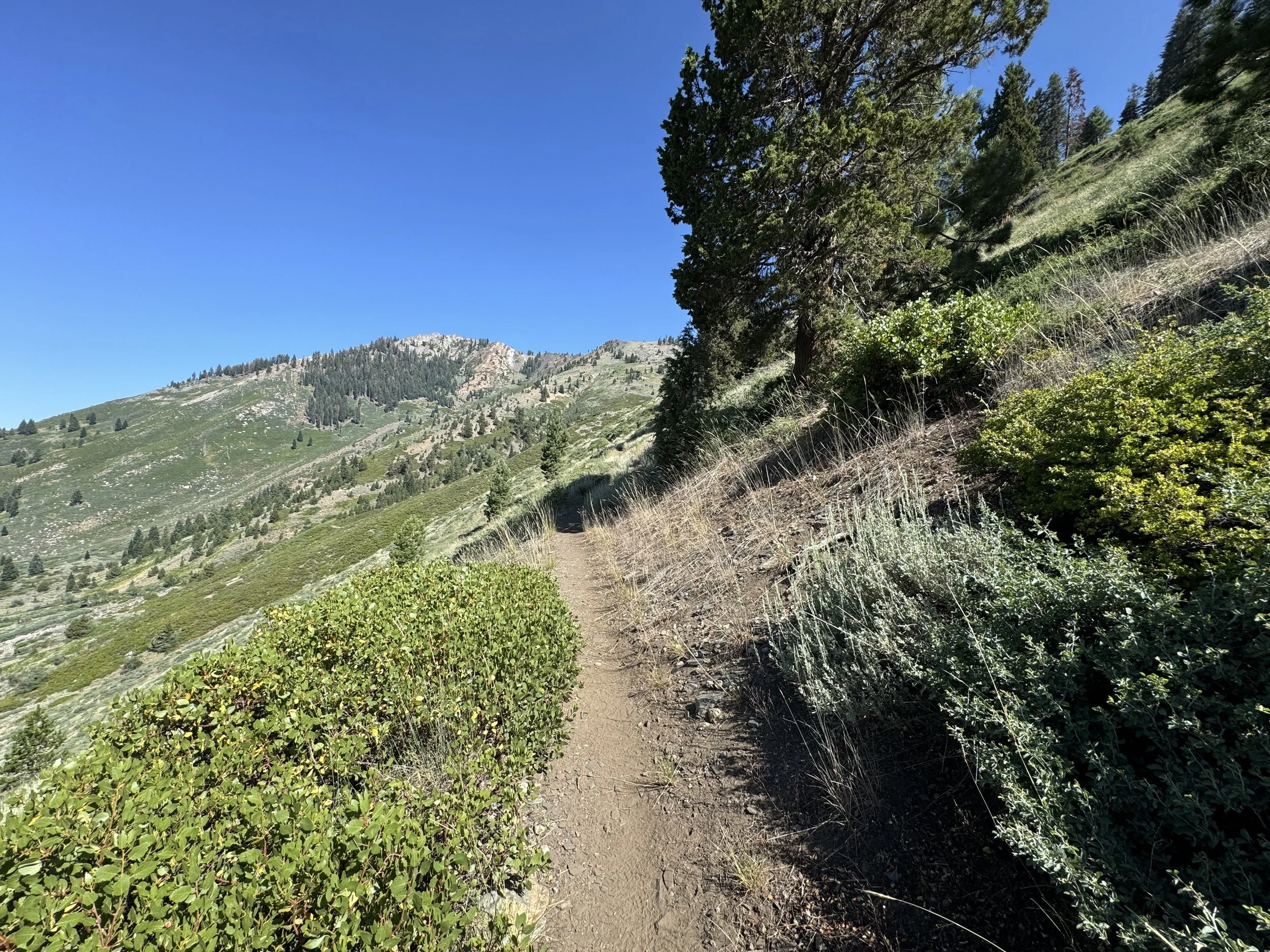 Hiking the Mineral King Loop Trail in Sequoia National Park — noahawaii
