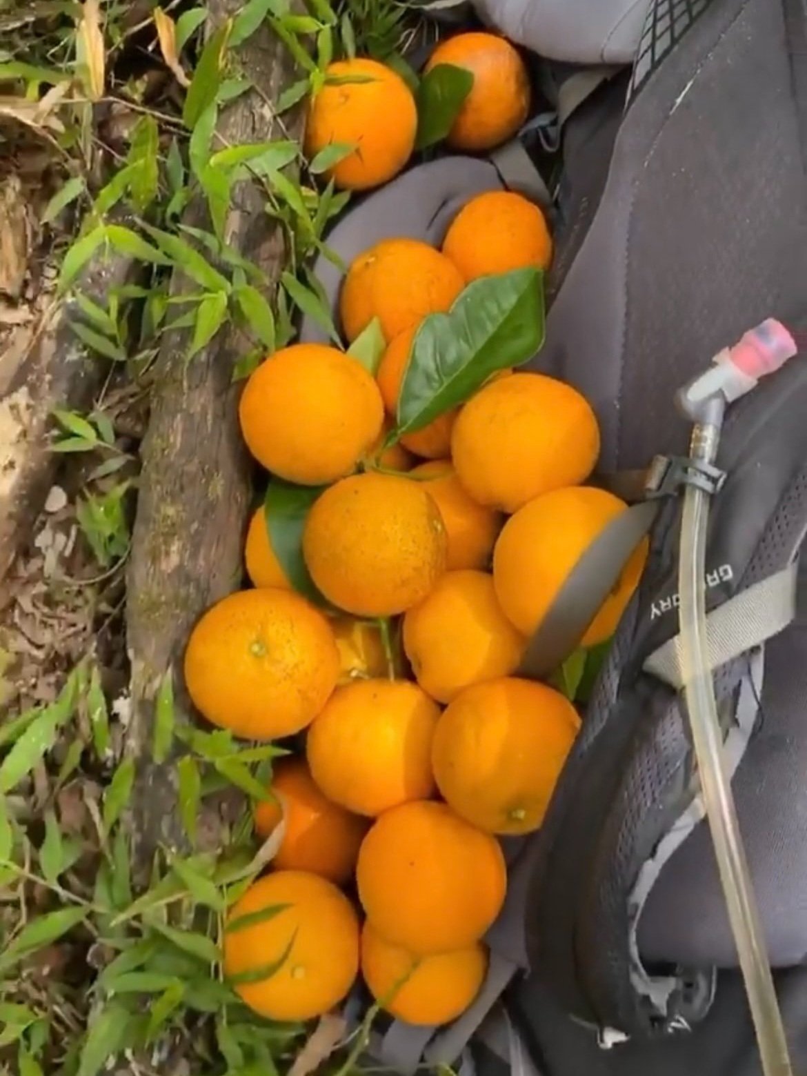 Hiking the Muliwai Trail to Waimanu Valley on the Big Island of Hawaiʻi ...