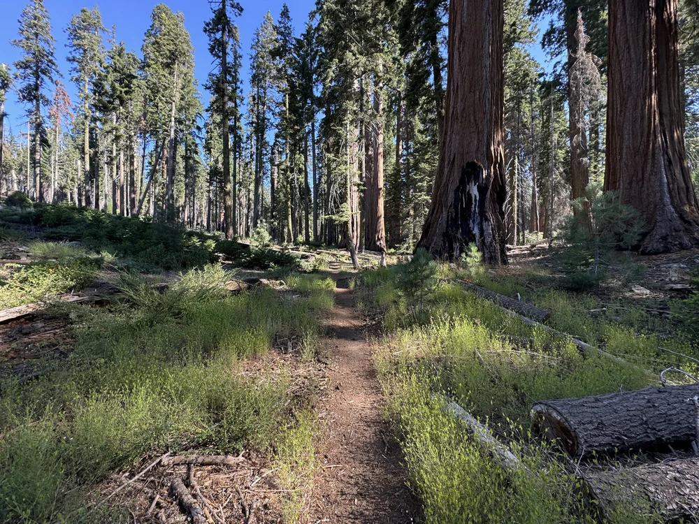Hiking the Dead Giant Trail in Sequoia National Park — noahawaii