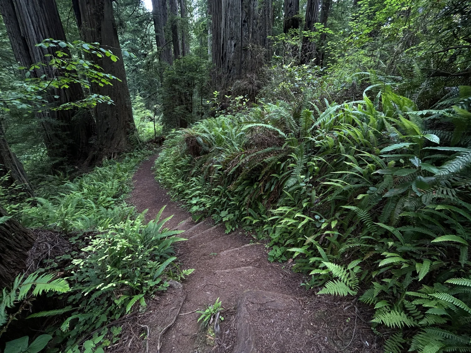 Hiking the Brown Creek-Rhododendron-West Ridge Loop Trail in Prairie ...